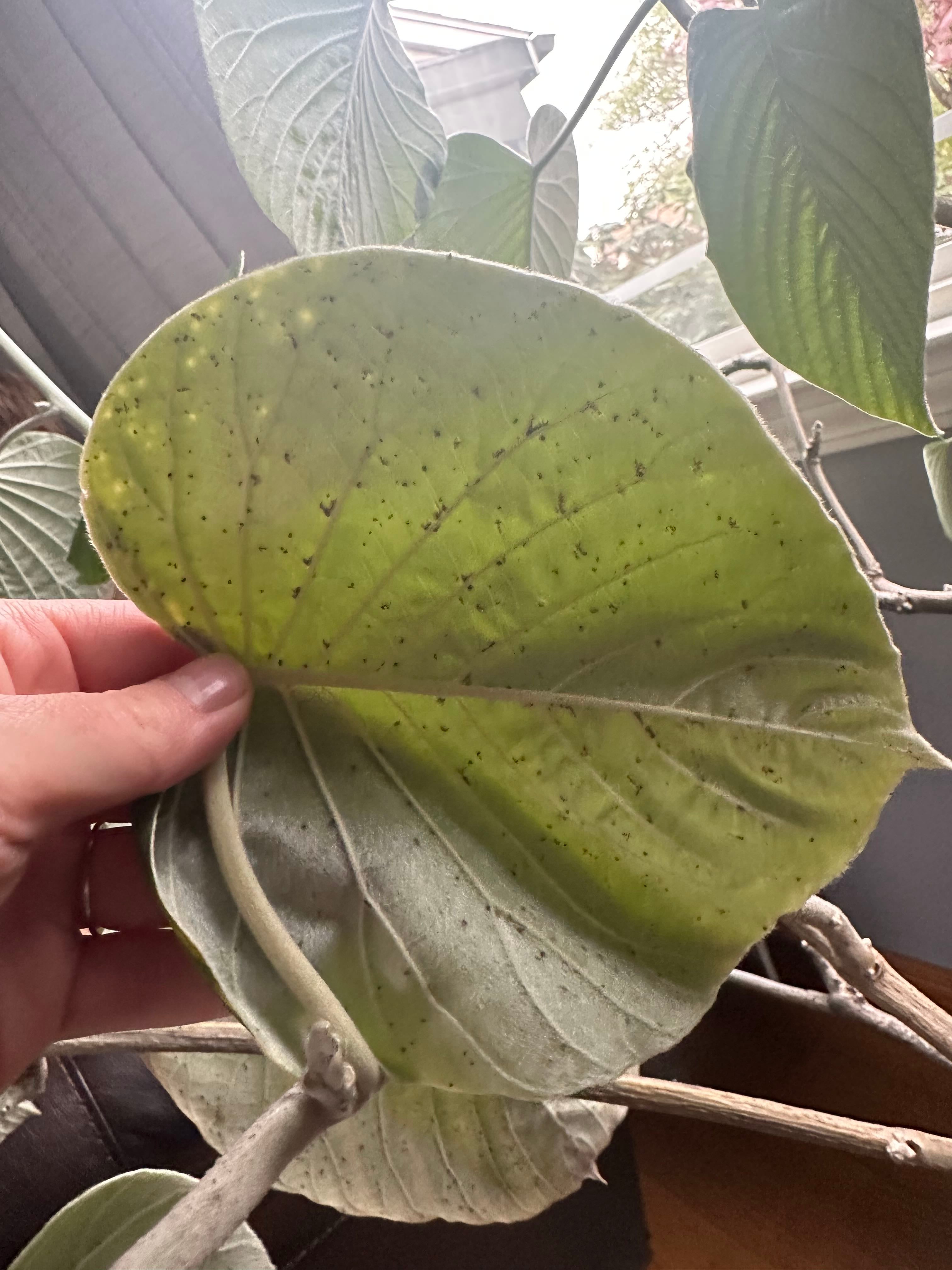 🐘 Elephant Creeper Height and Width Guide