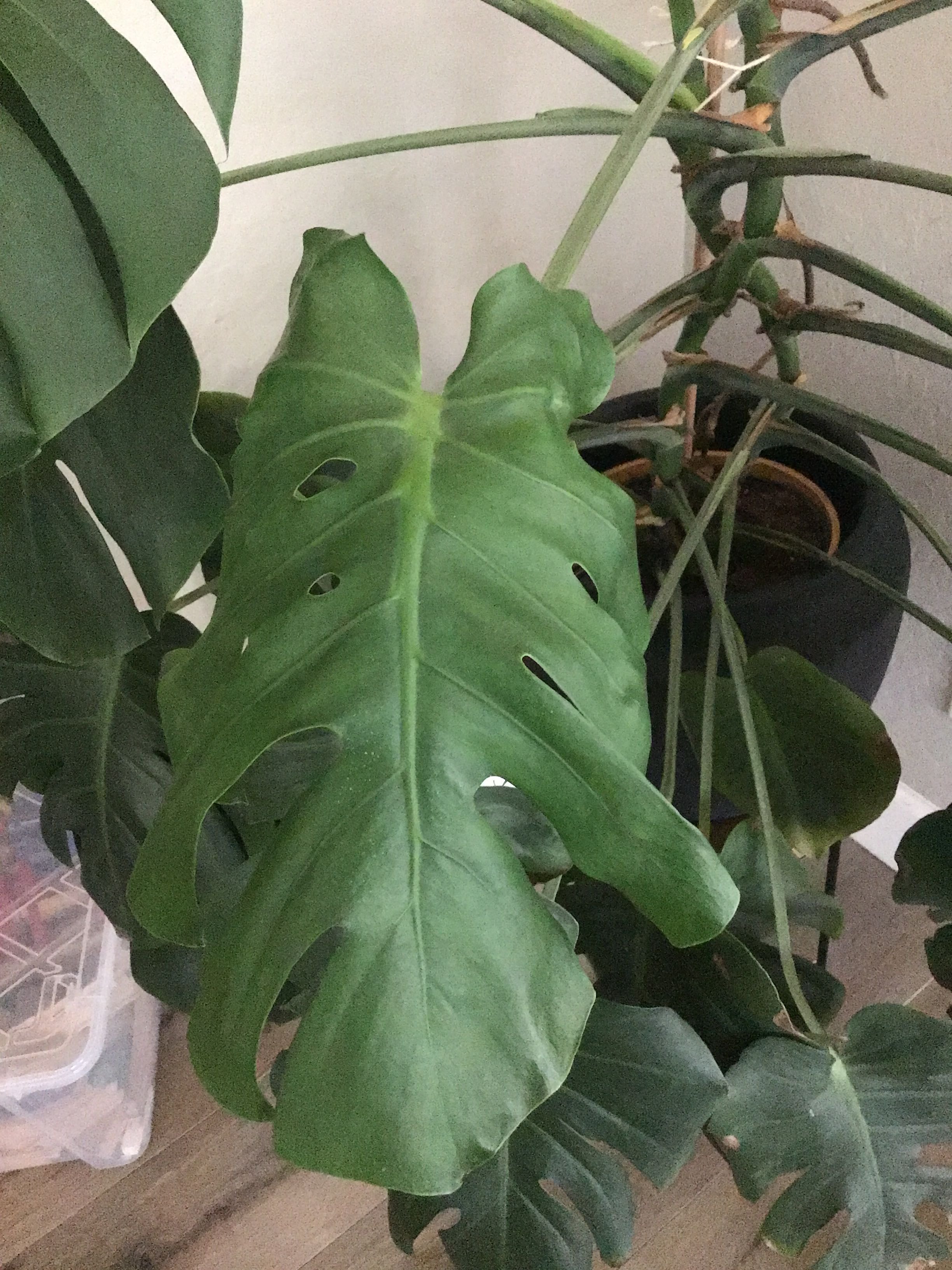 Black Spots on My Monstera pinnatipartita 'Siam' Leaves