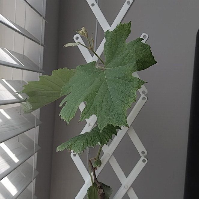 Grapevines Plant Care: Water, Light, Nutrients | Greg App 🌱