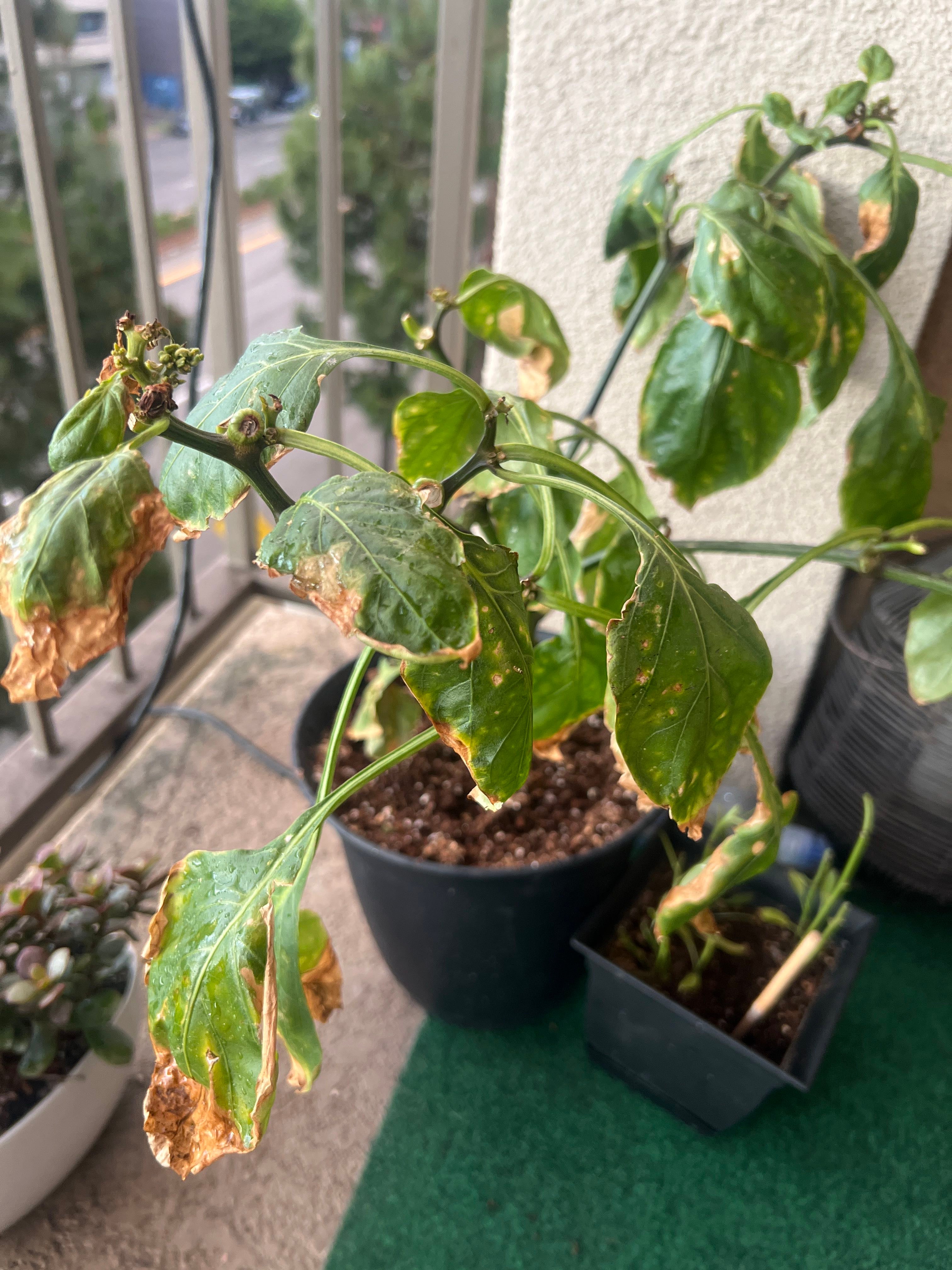 🌶️ Step-by-Step Guide to Fertilizing Your Chilli Pepper