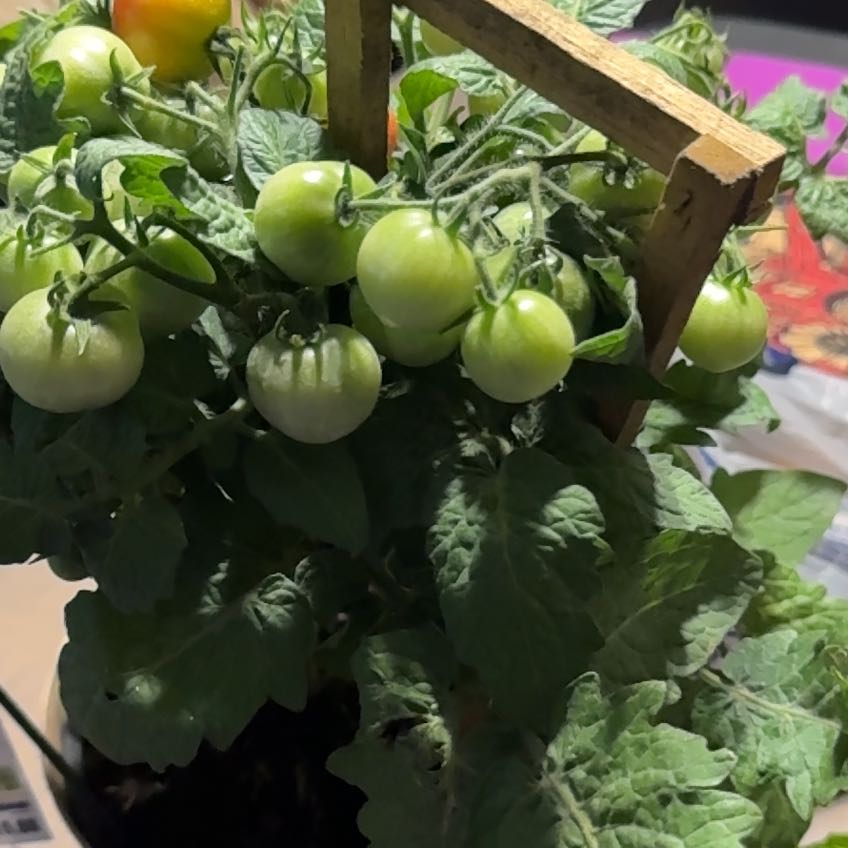 Tomato 'Cocktail Crush' Plant Care: Water, Light, Nutrients | Greg App 🌱