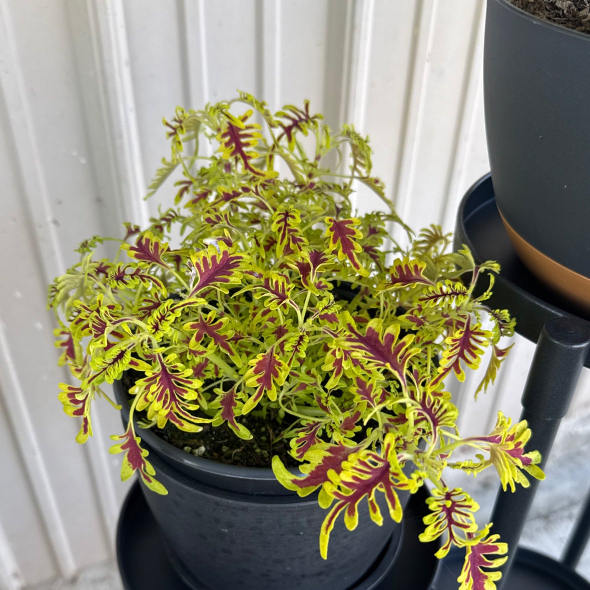 Keep Your Coleus 'Skeletal' Alive: Light, Water & Care Instructions