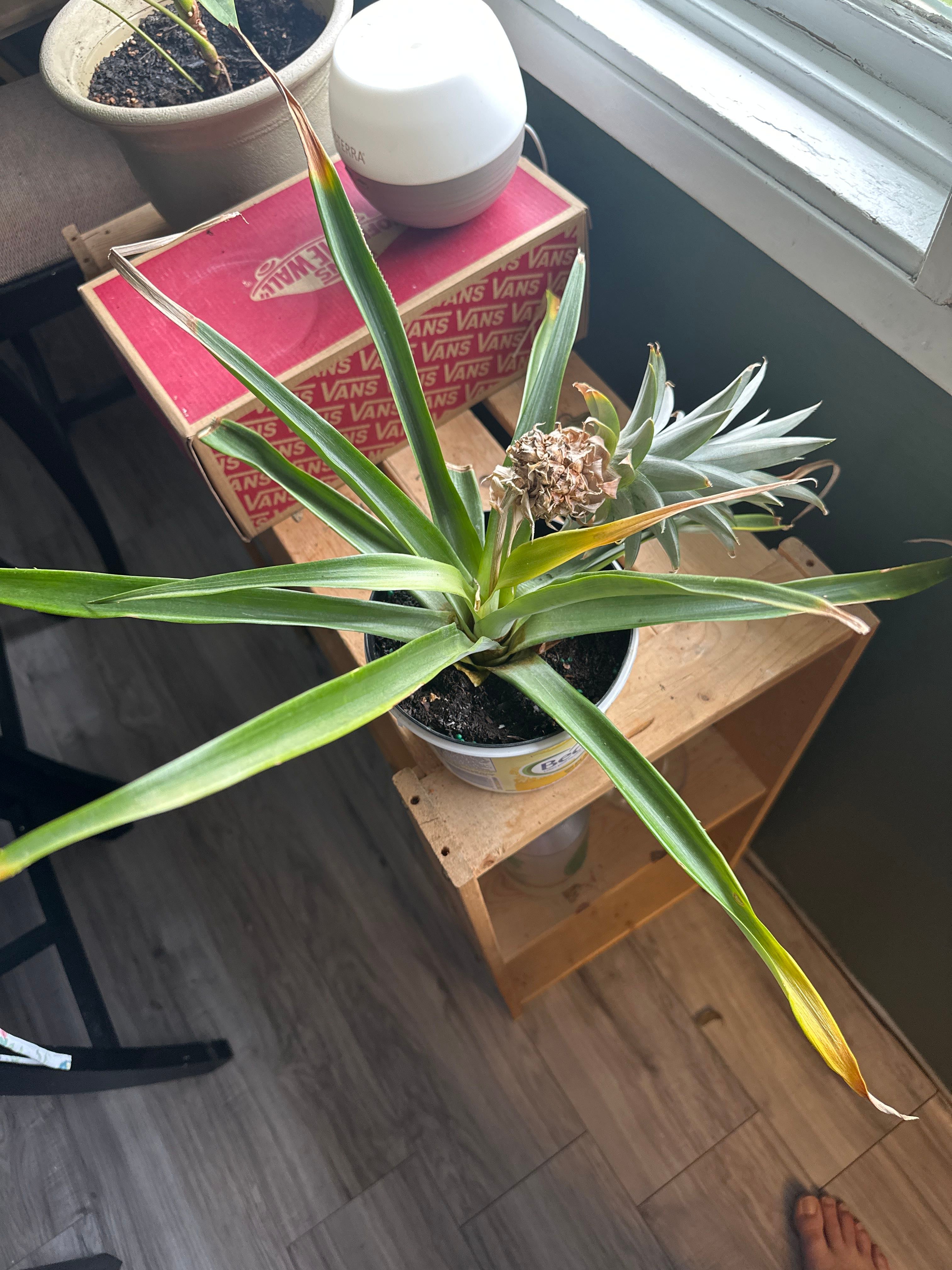Step-by-Step Guide to Choosing White Pineapple Varieties 🍍