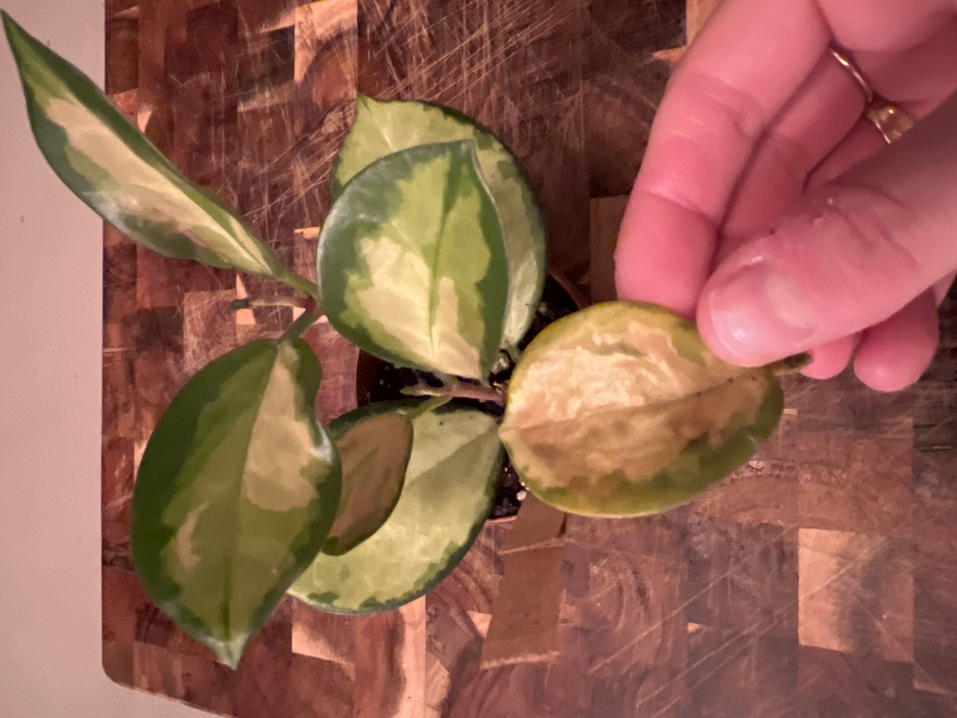 How to Care for Hoya Chinghungensis: Mastering Water, Sunlight & More