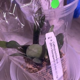 Keep Your Cattleya schilleriana Alive: Light, Water & Care Instructions