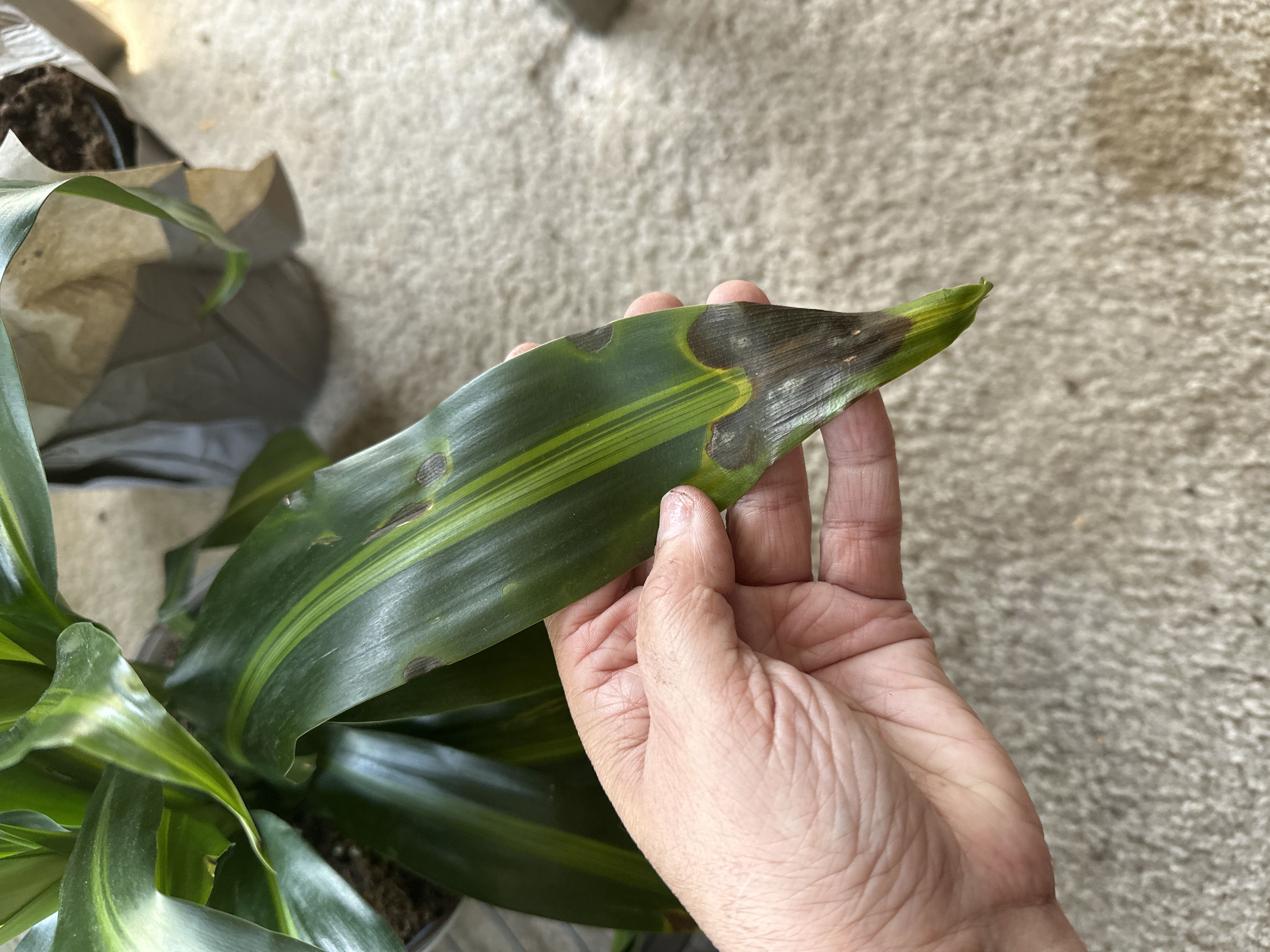 Propagating 🐉 Dragon Tree: Step-by-step Guide
