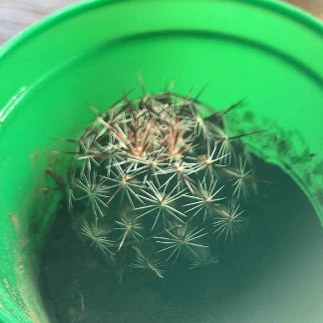 Colorado Hookless Cactus: How Much Water & Light Does it Need to Thrive?