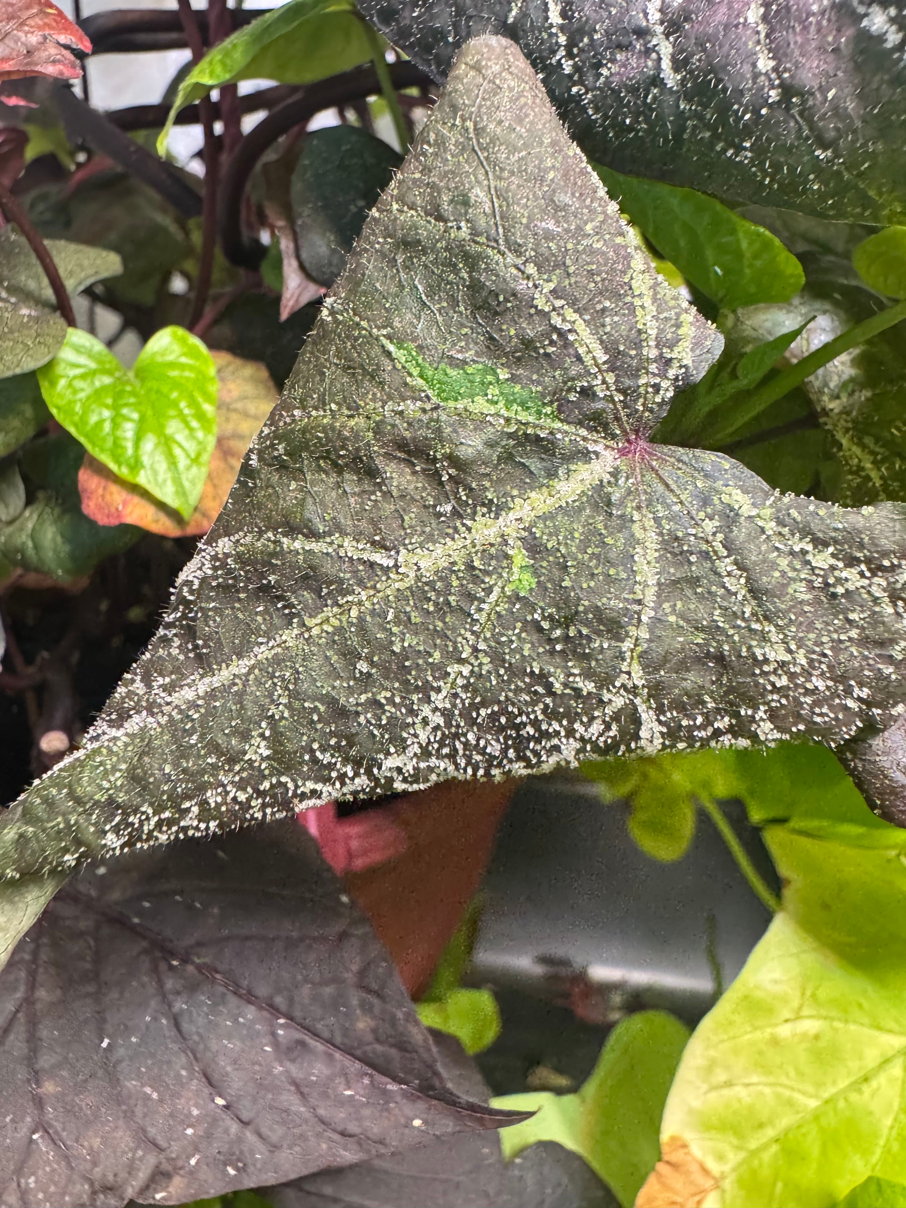 🥔 Propagating Sweet Potato: The Ultimate Guide