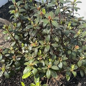 Rhododendron 'PJM' Plant Care: Water, Light, Nutrients | Greg App 🌱