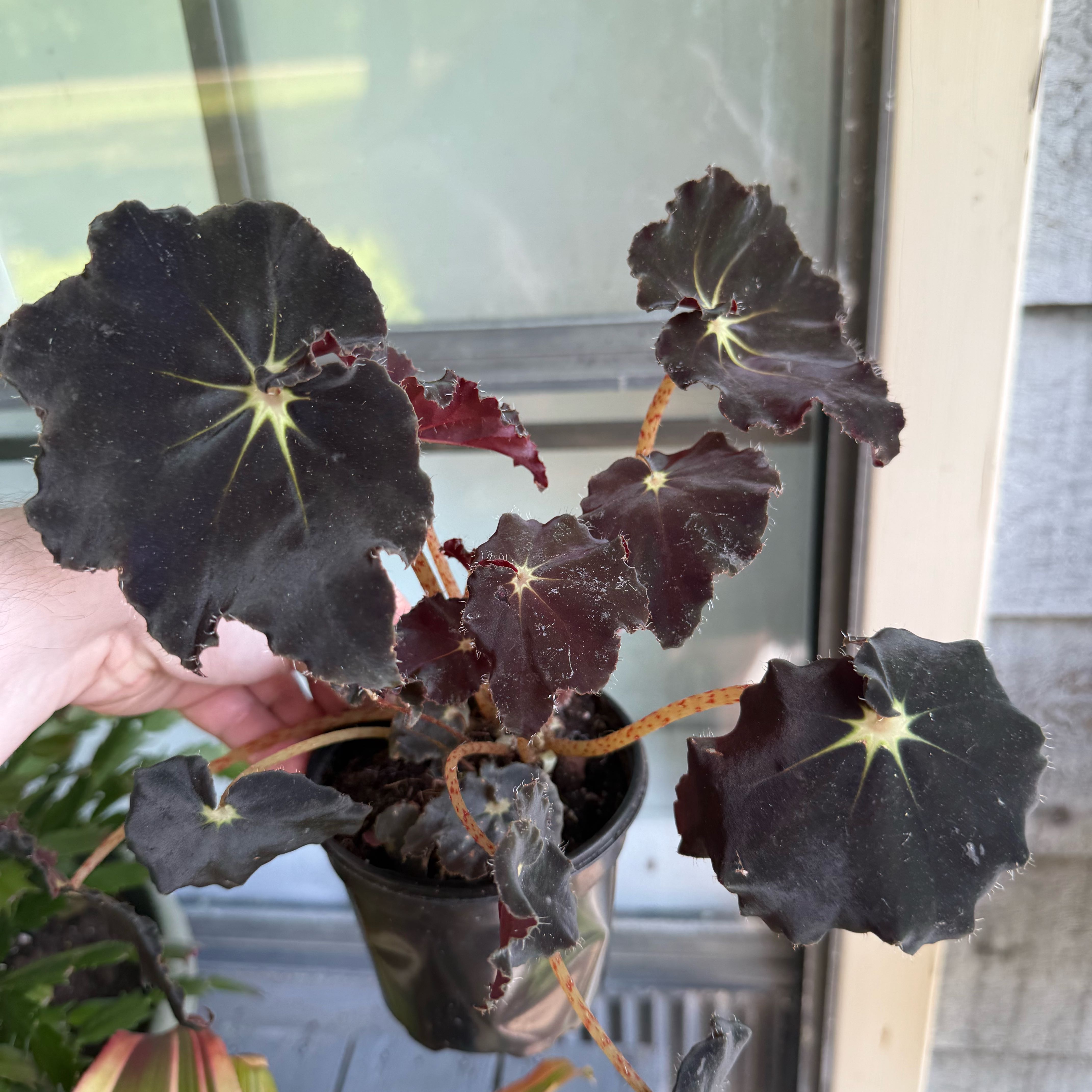 Begonia 'Black Mamba' Plant Care: Water, Light, Nutrients | Greg App 🌱