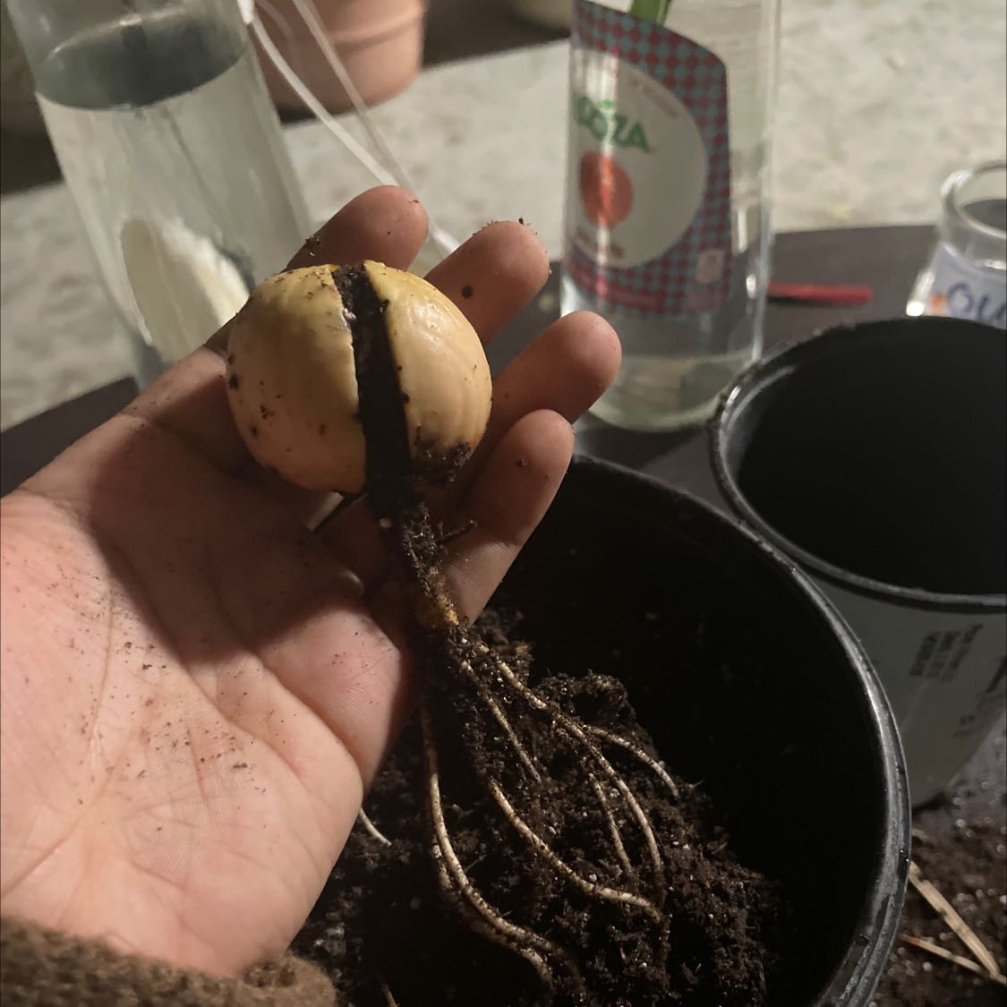 Avocado Root Rot Solutions
