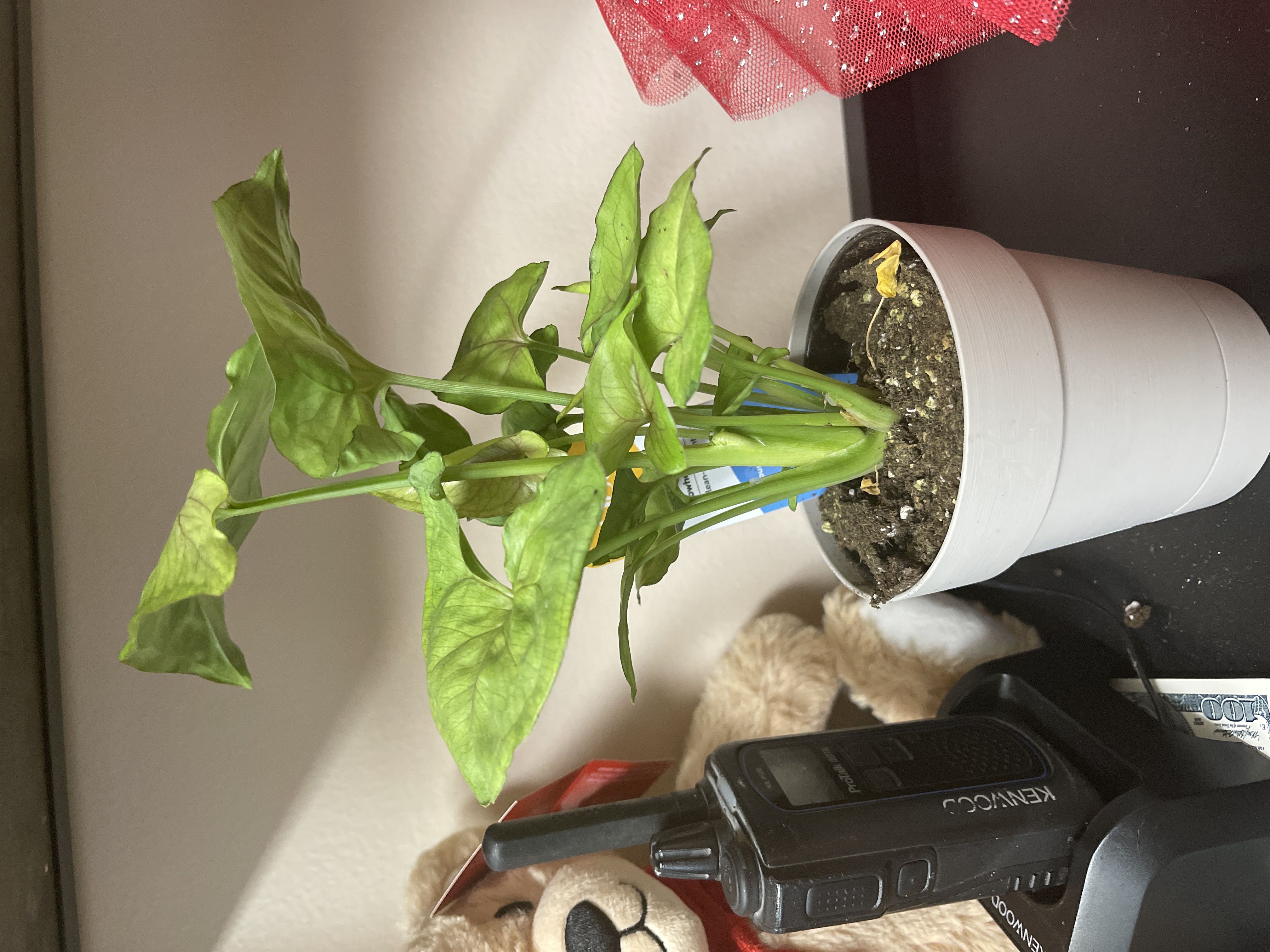 How to Care for Nephthytis: Mastering Water, Sunlight & More