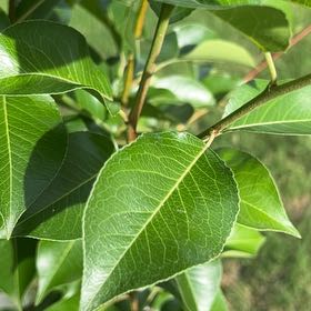 Keep Your Ayers Pear Alive: Light, Water & Care Instructions