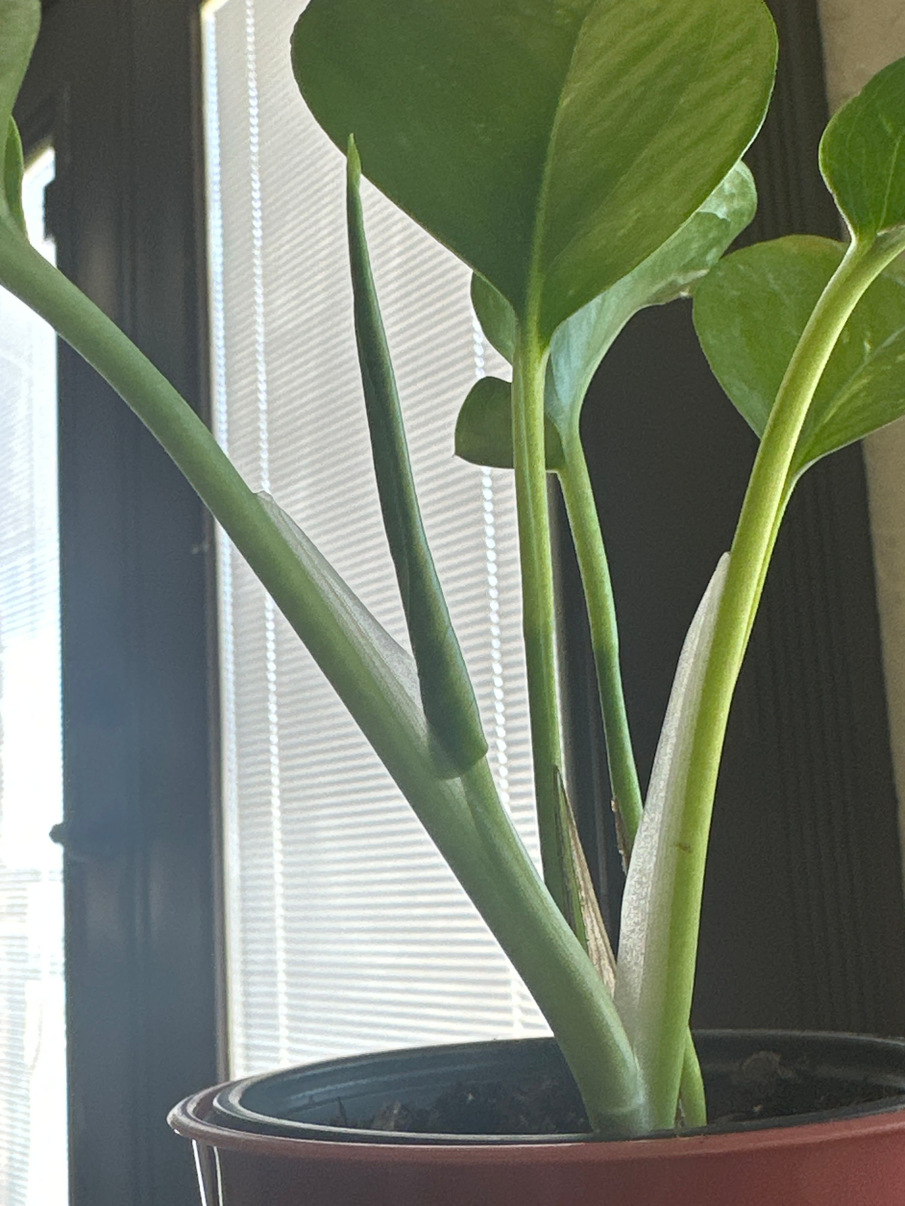 Mr.Goober is Growing his sixth Leaf! Let me know how to h...
