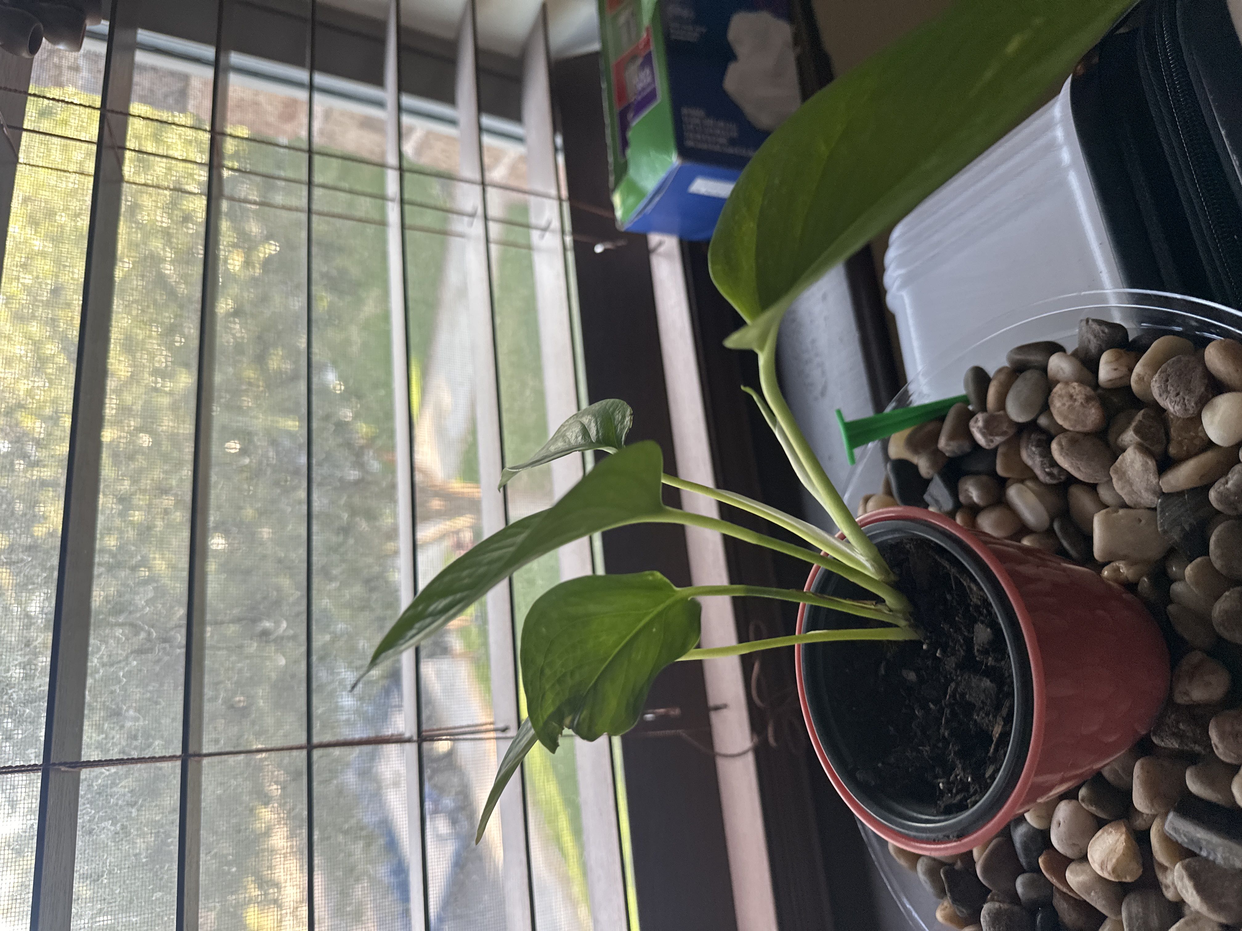 Smol Plant Looks out the window to see big plant: #plantm...