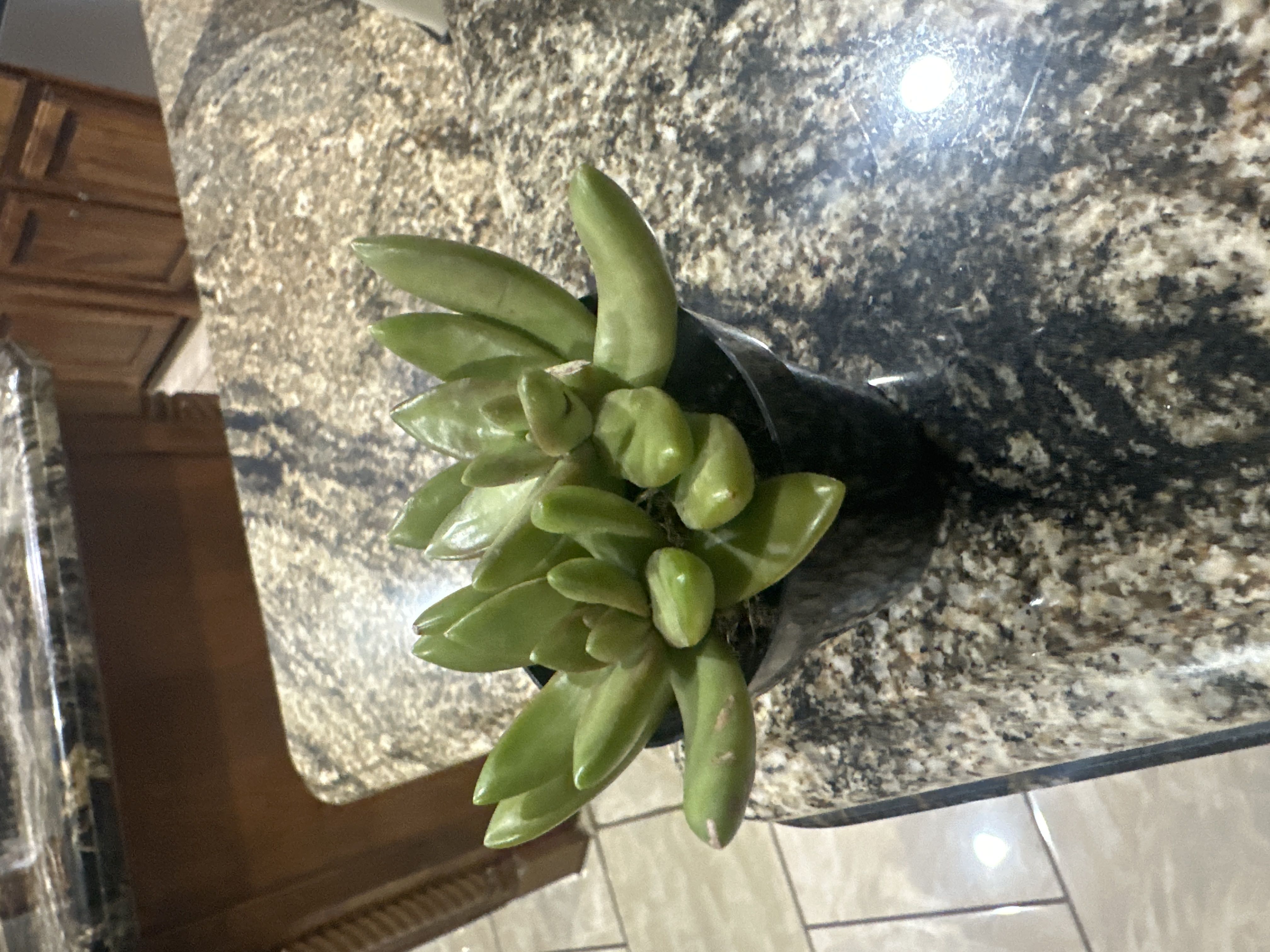 Why Are My Bonsai Sedum Leaves Droopy? 😔