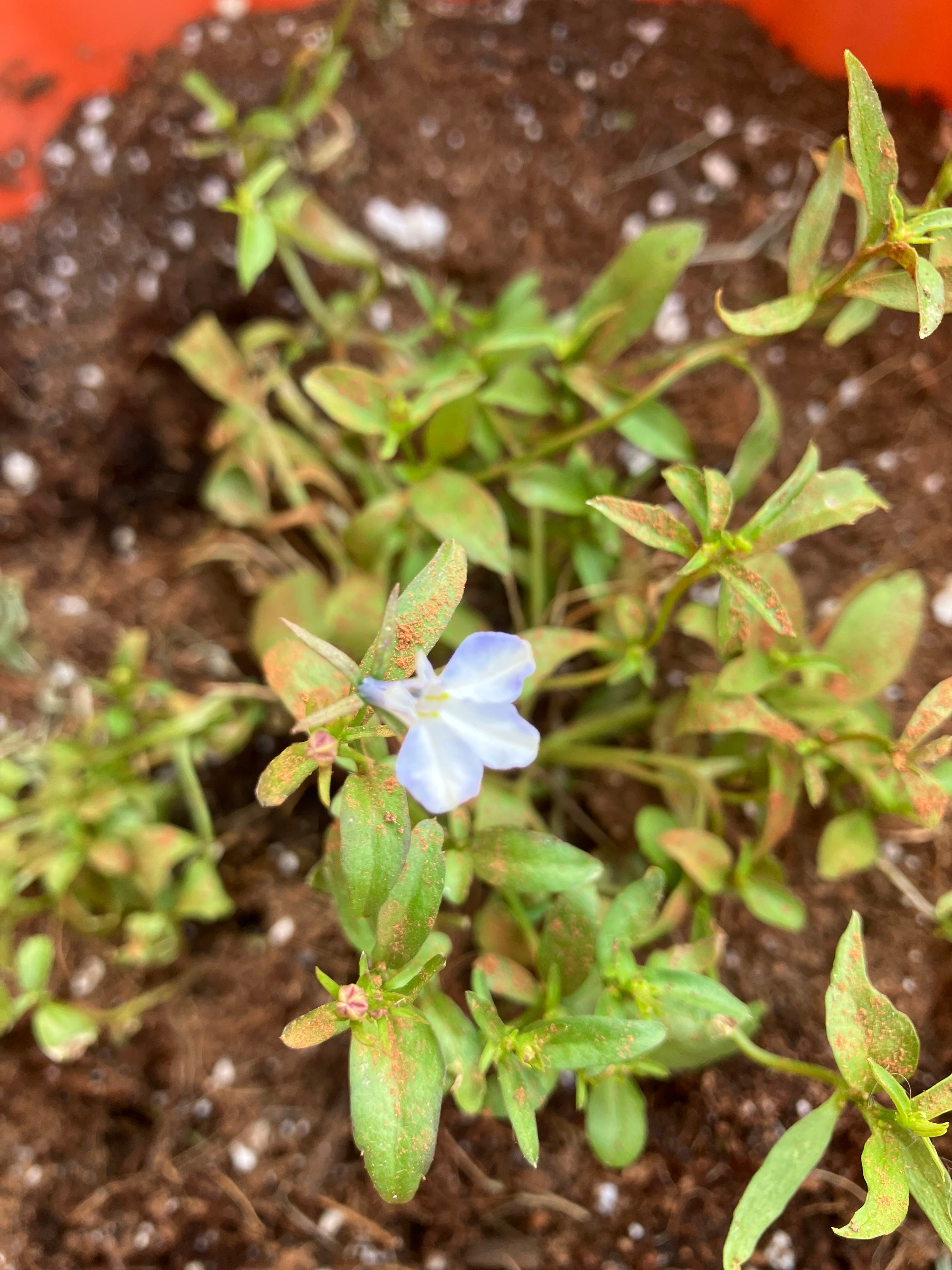 ️ 6 Winter Care Mistakes to Avoid with Annual Lobelia