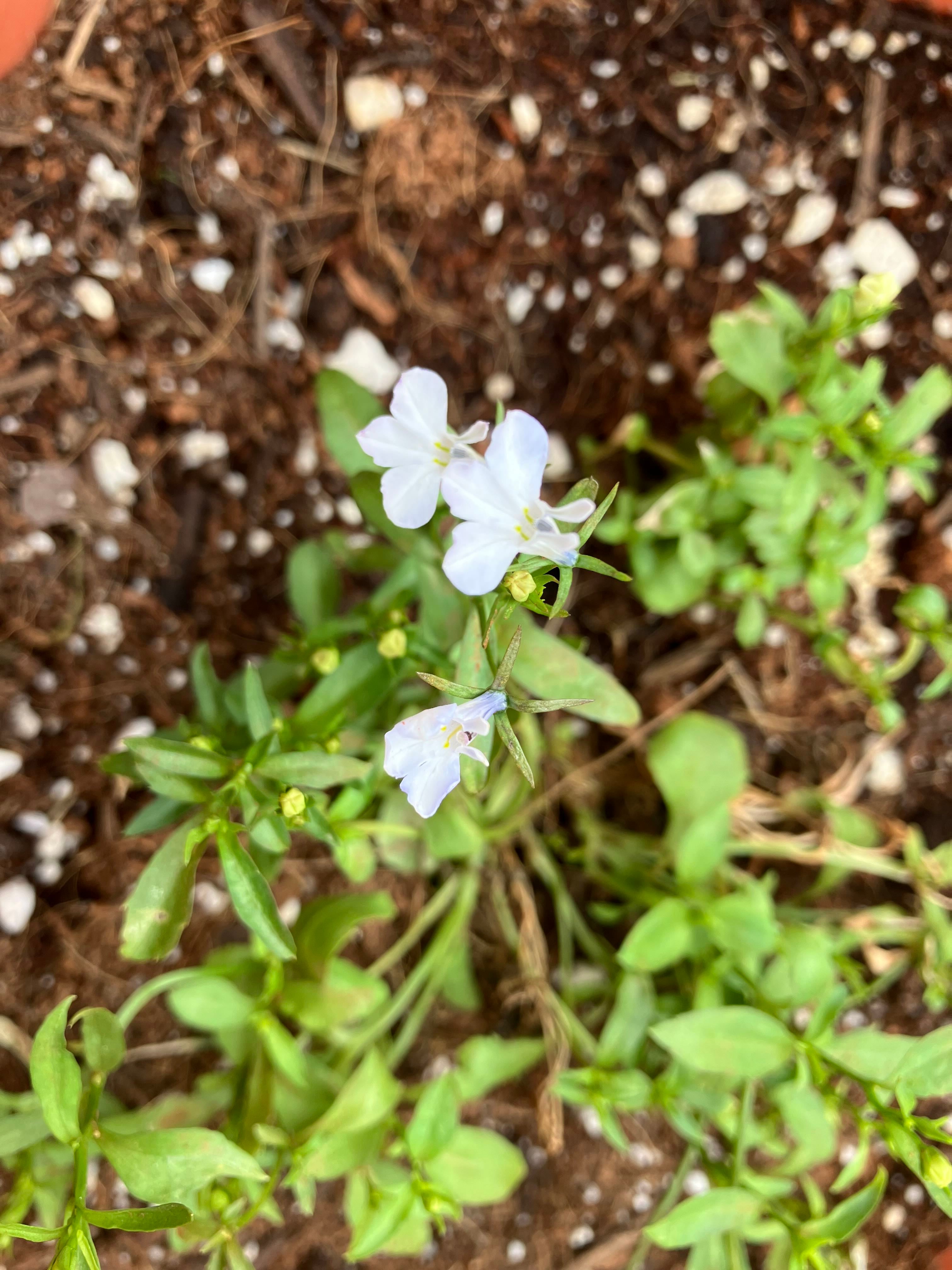 ️ 6 Winter Care Mistakes to Avoid with Annual Lobelia