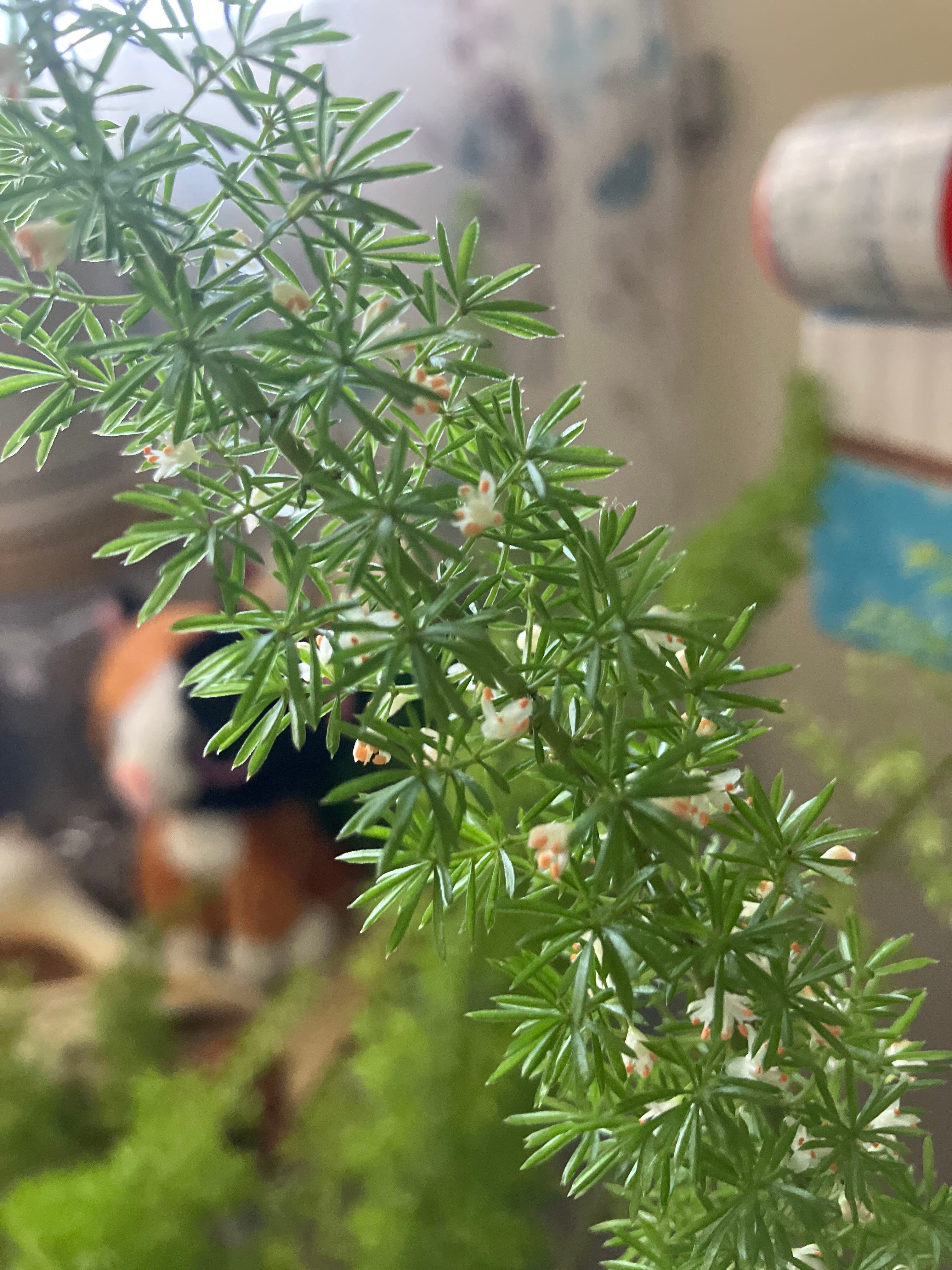 Propagating Your Ming Fern: Step-by-Step Guide