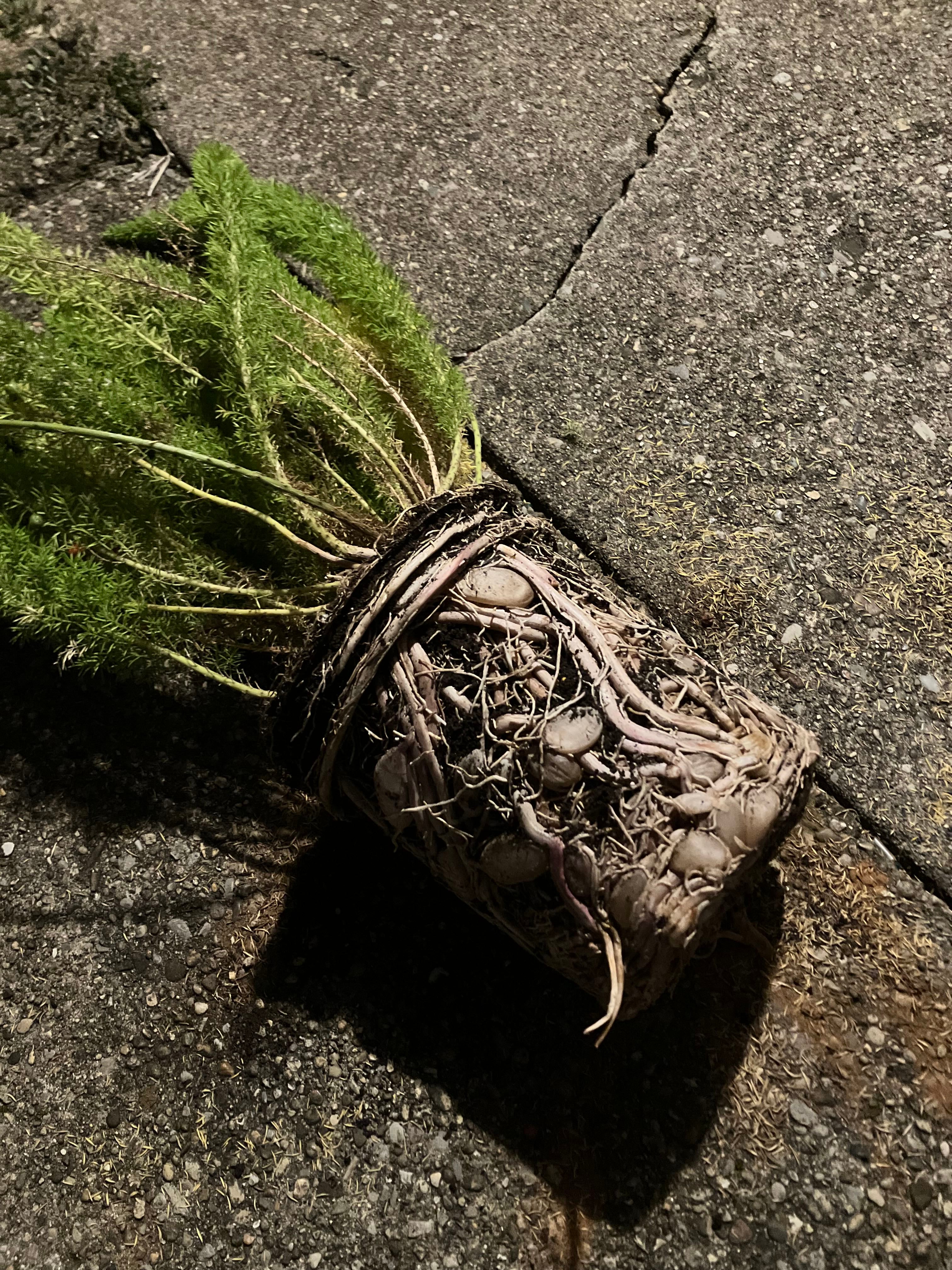 🌸 Step-by-Step Guide to Pollinating Fox tail fern