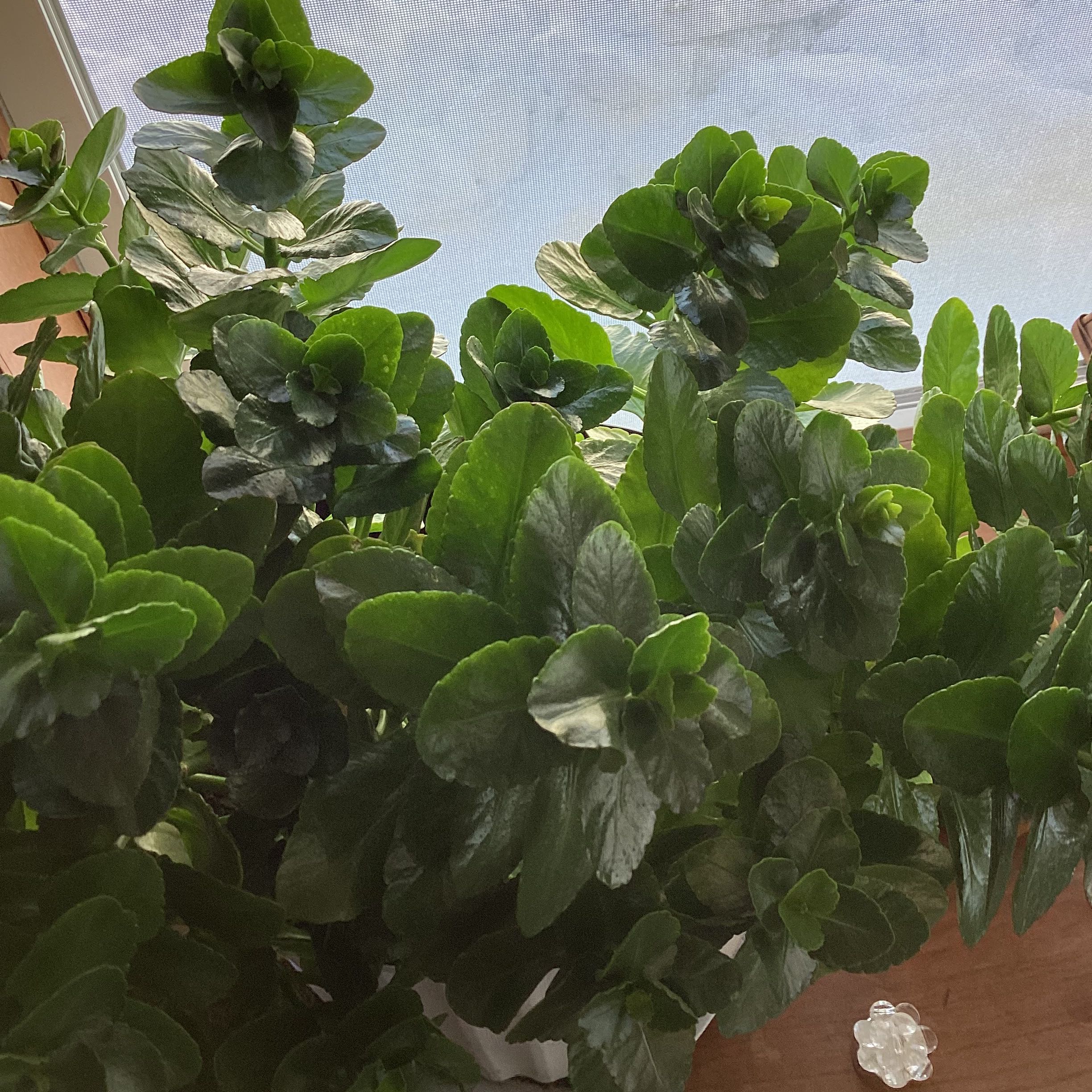 Common Natal Plum Problems