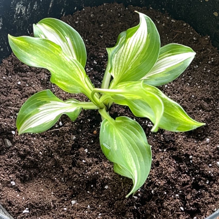 The Complete Hosta Plant Care Guide: Water, Light & Beyond