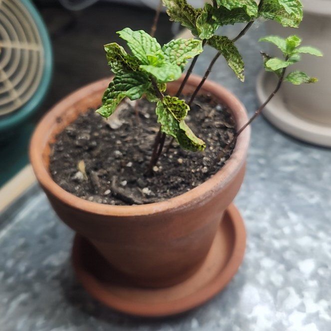 Cuban Mint: How Much Water & Light Does it Need to Thrive?
