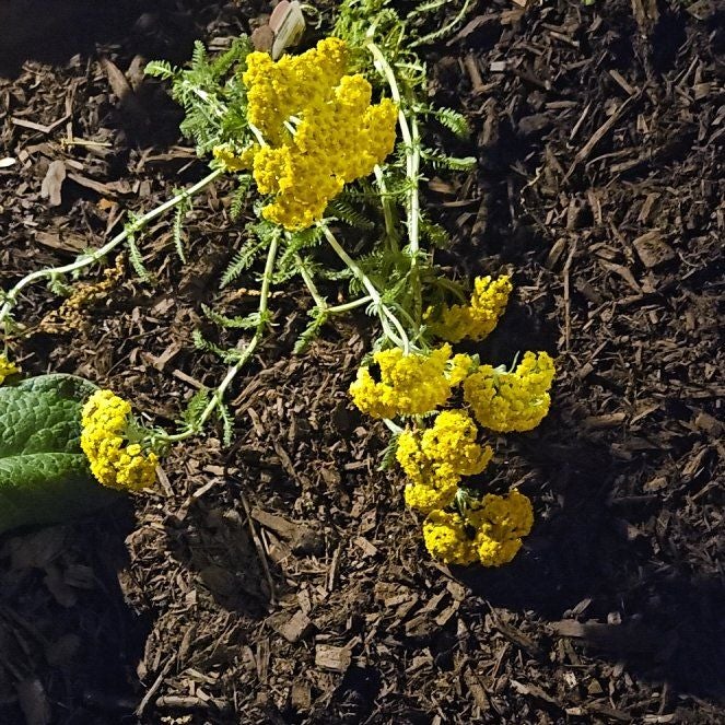 Moonshine Yarrow Plant Care: Water, Light, Nutrients | Greg App 🌱