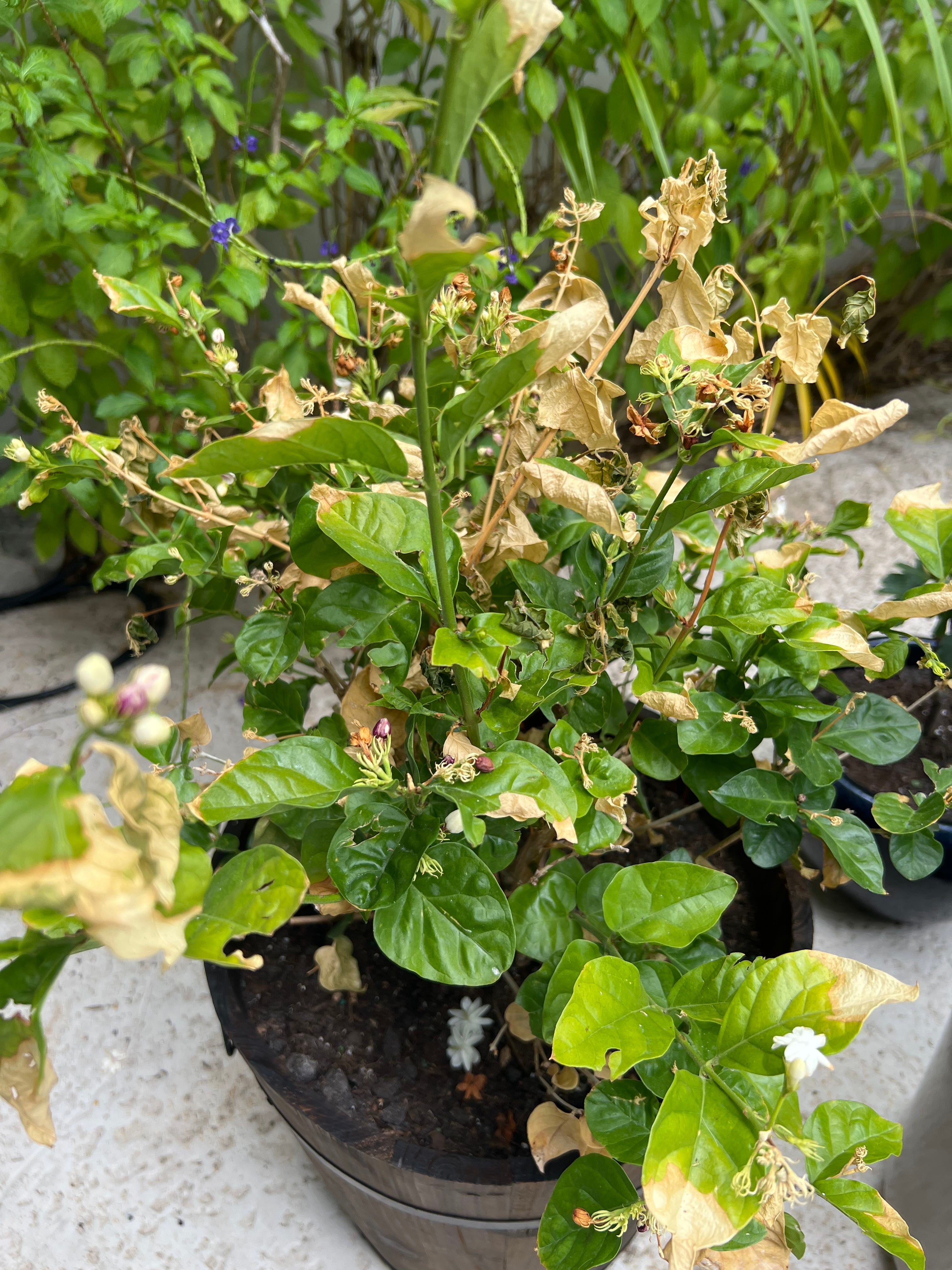 🌸 5 Do's and Don'ts of Growing Grand Duke of Tuscany Jasmine