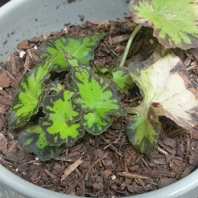 Rex Begonia Jive Plant Care: Water, Light, Nutrients | Greg App 🌱