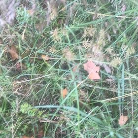 False Nutsedge Plant Care: Water, Light, Nutrients | Greg App 🌱