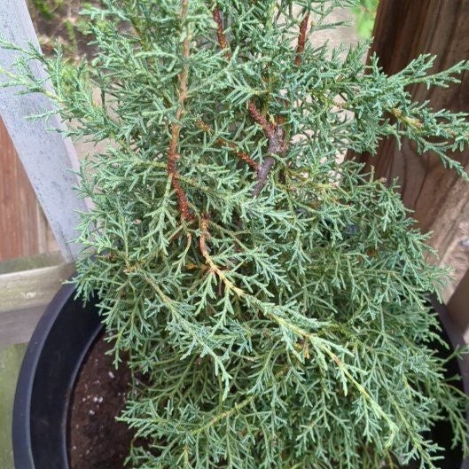 Silver Cypress Plant Care: Water, Light, Nutrients | Greg App 🌱