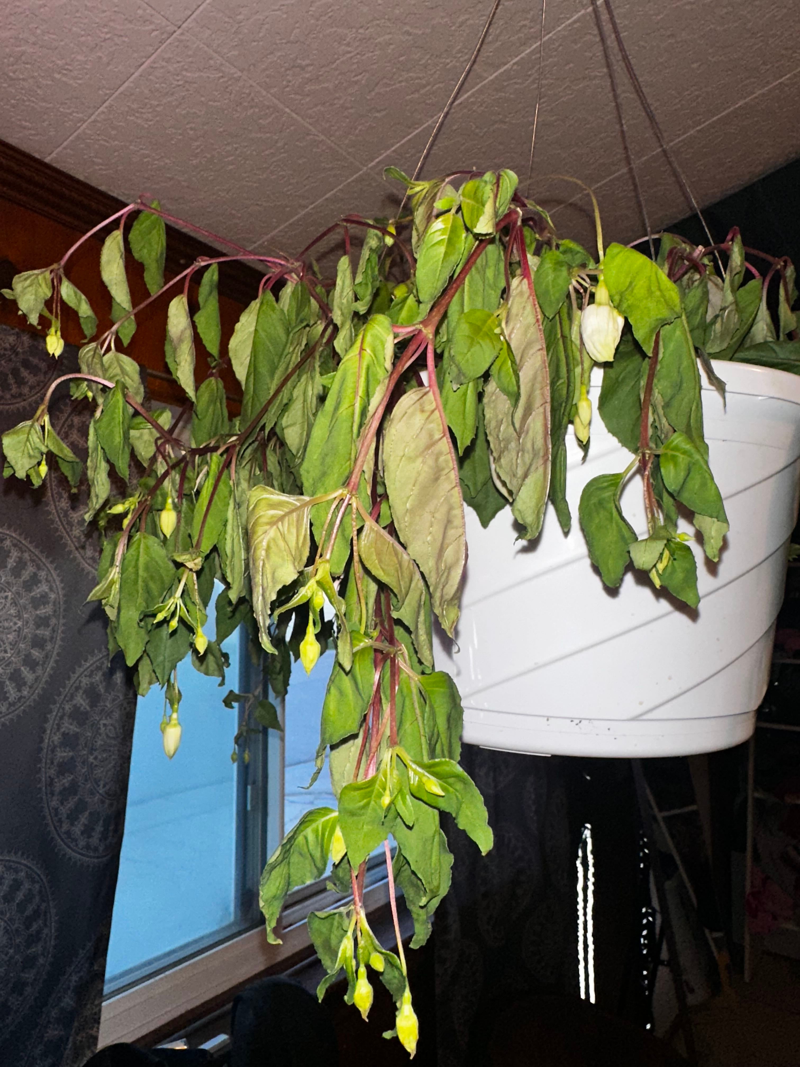 The Complete Fuchsia 'Ddfgg' Plant Care Guide: Water, Light & Beyond