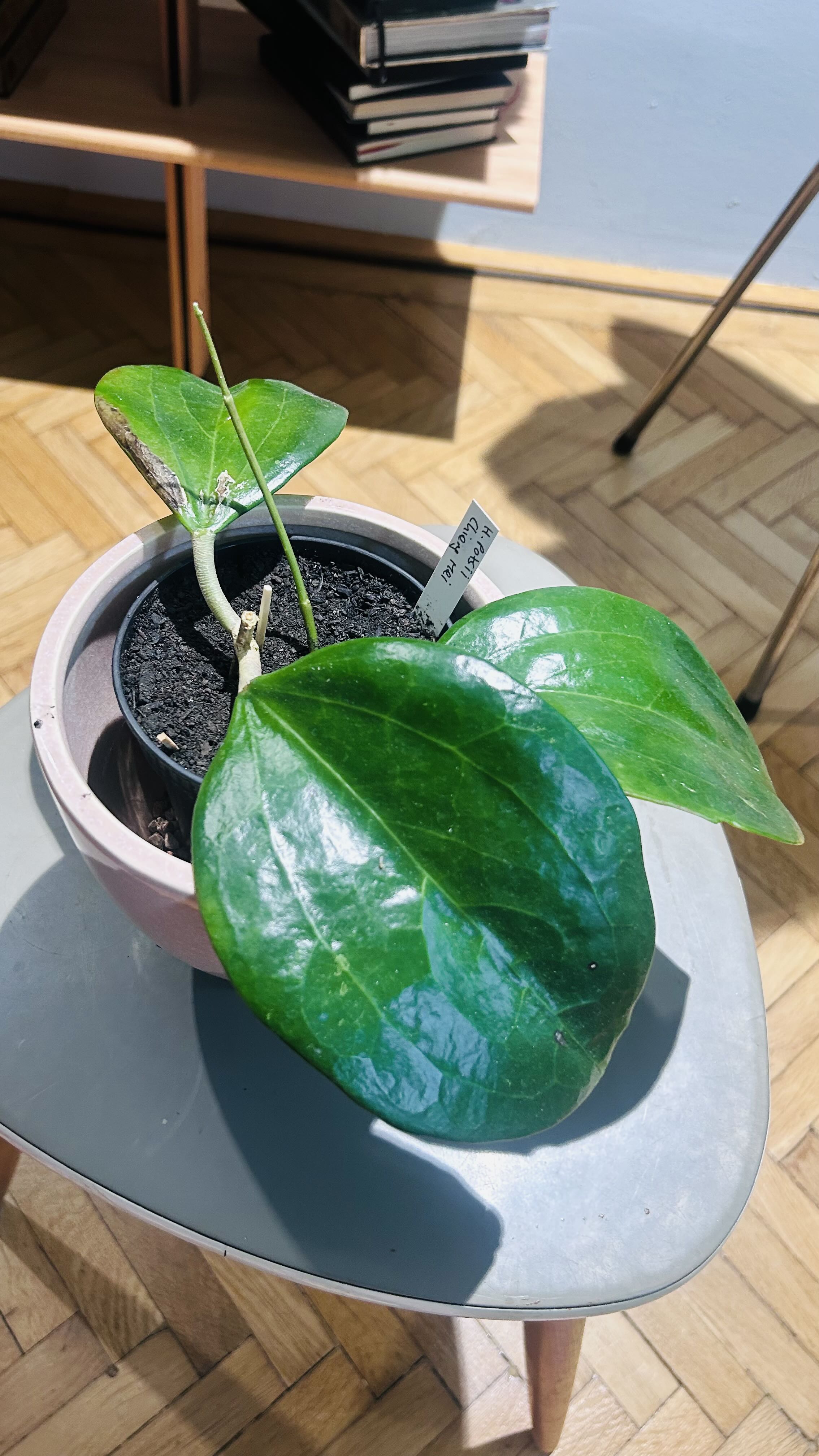 The Complete Hoya Chinghungensis Plant Care Guide: Water, Light & Beyond