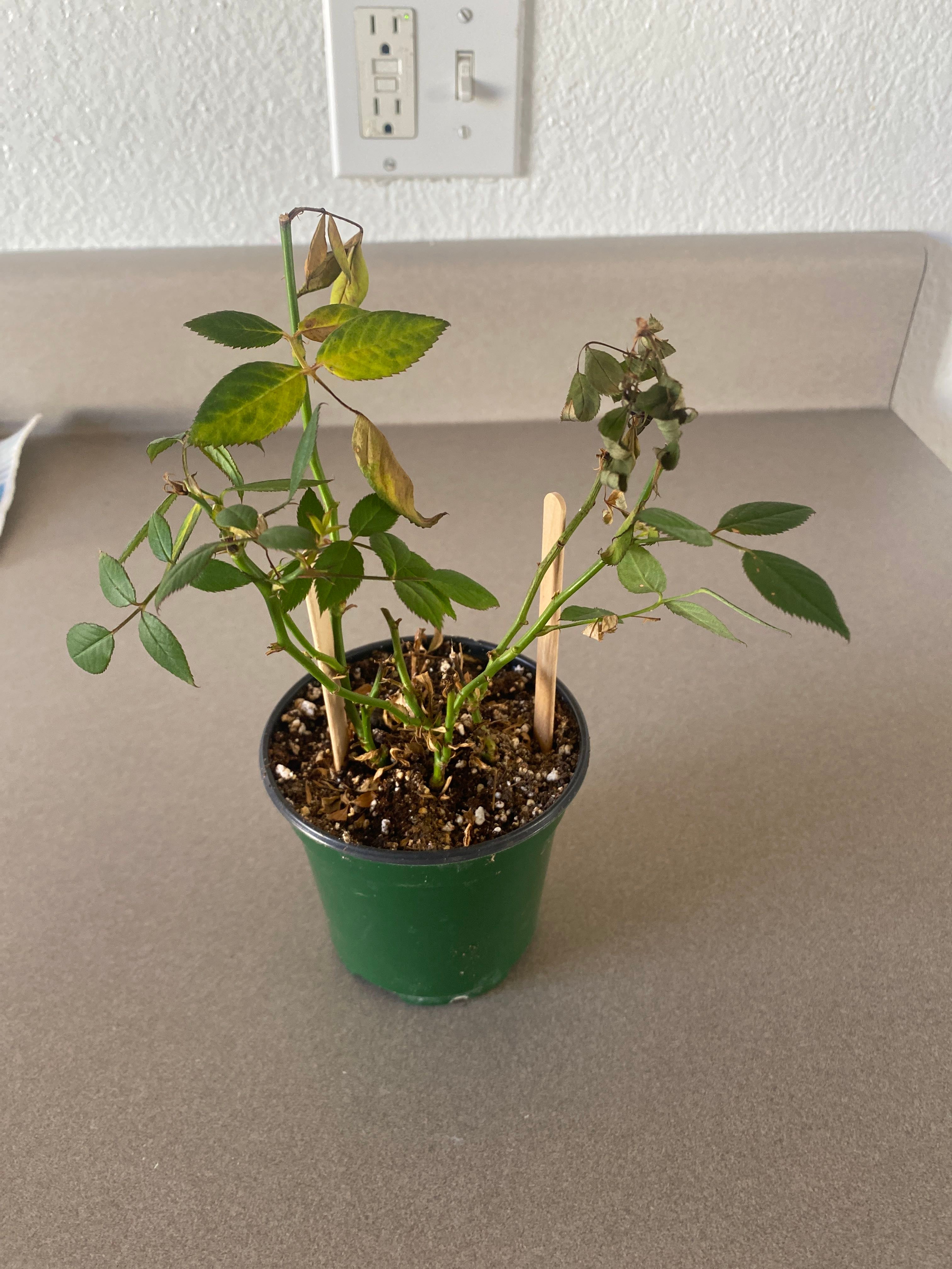 Best Tips for Propagating Wild Rose 🌹