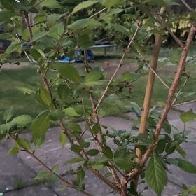 The Complete Dwarf Cherry Blossom Tree Plant Care Guide: Water, Light ...