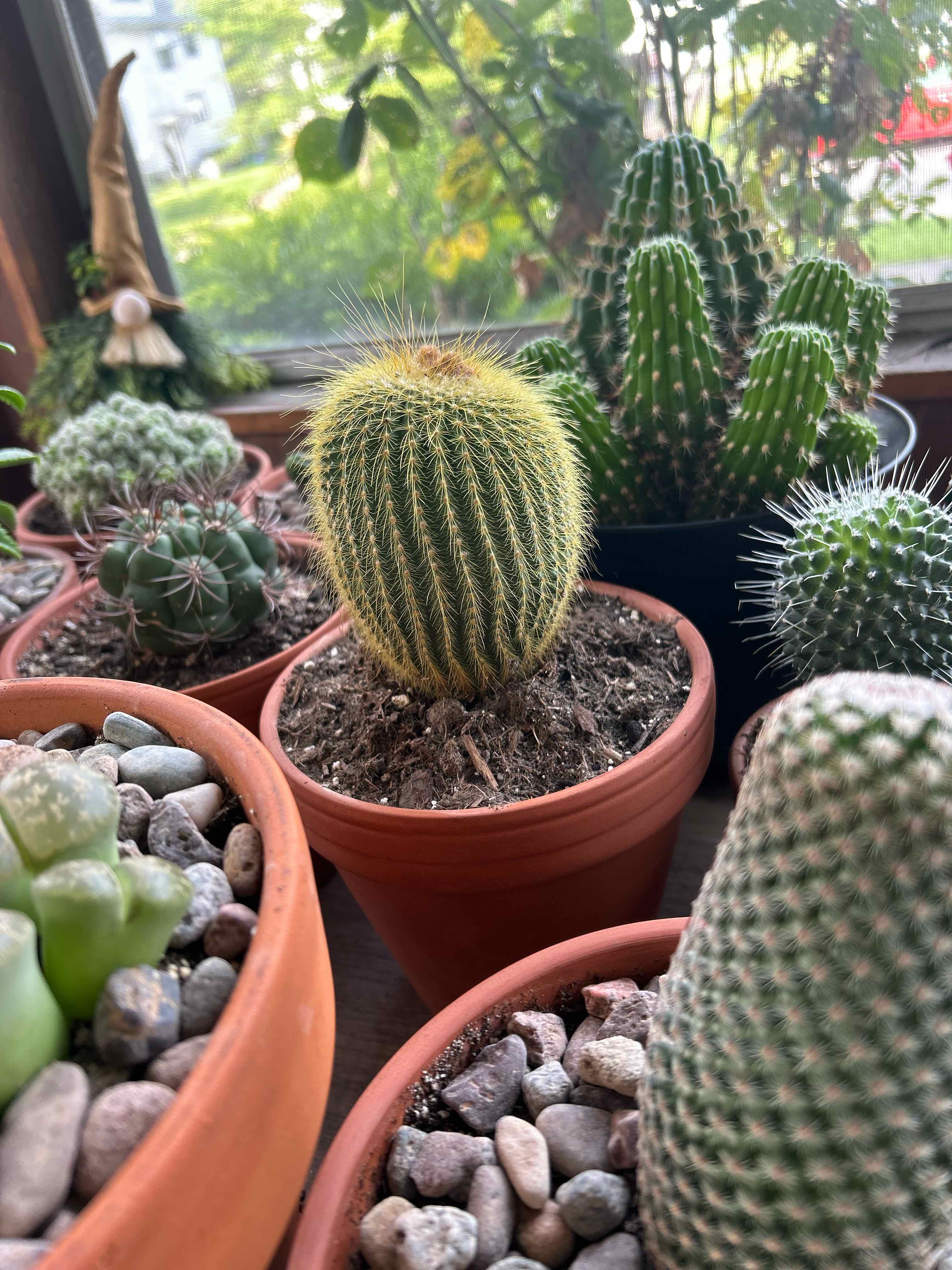 Toby | A plant by @Hex_ADHD on Greg