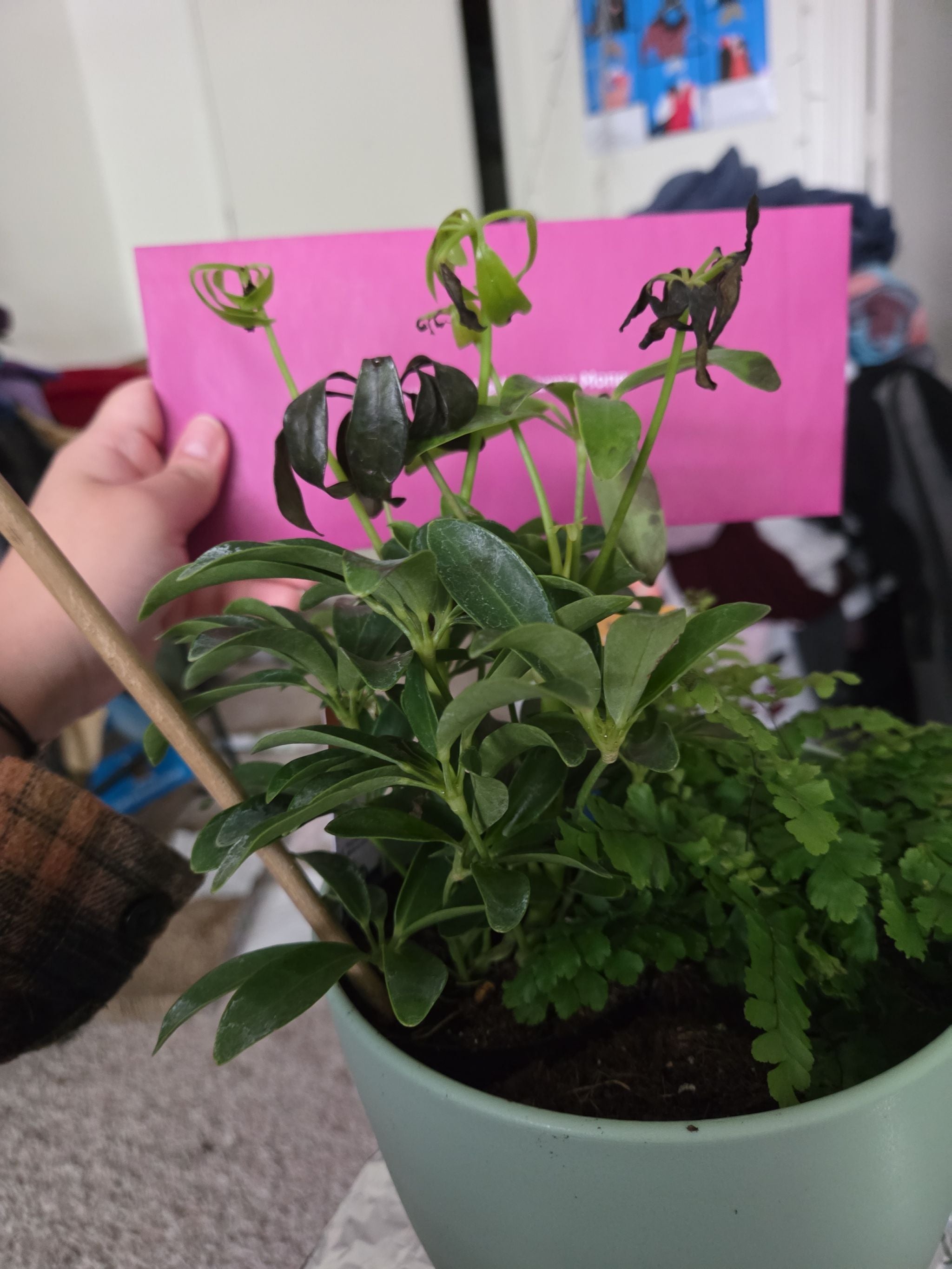 Black Spots on My Gerda Umbrella Plant Leaves