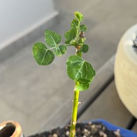 Coral Tree Plant Care: Water, Light, Nutrients | Greg App 🌱