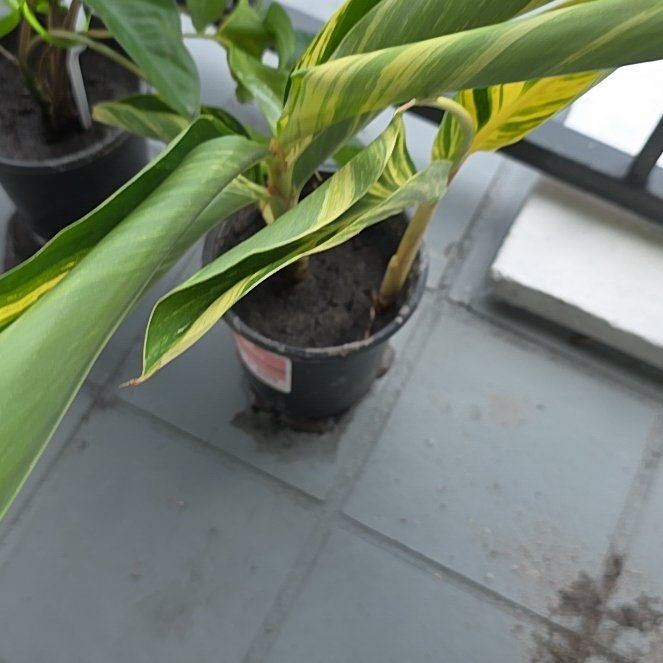 Variegated Shell Ginger Plant Care: Water, Light, Nutrients | Greg App 🌱