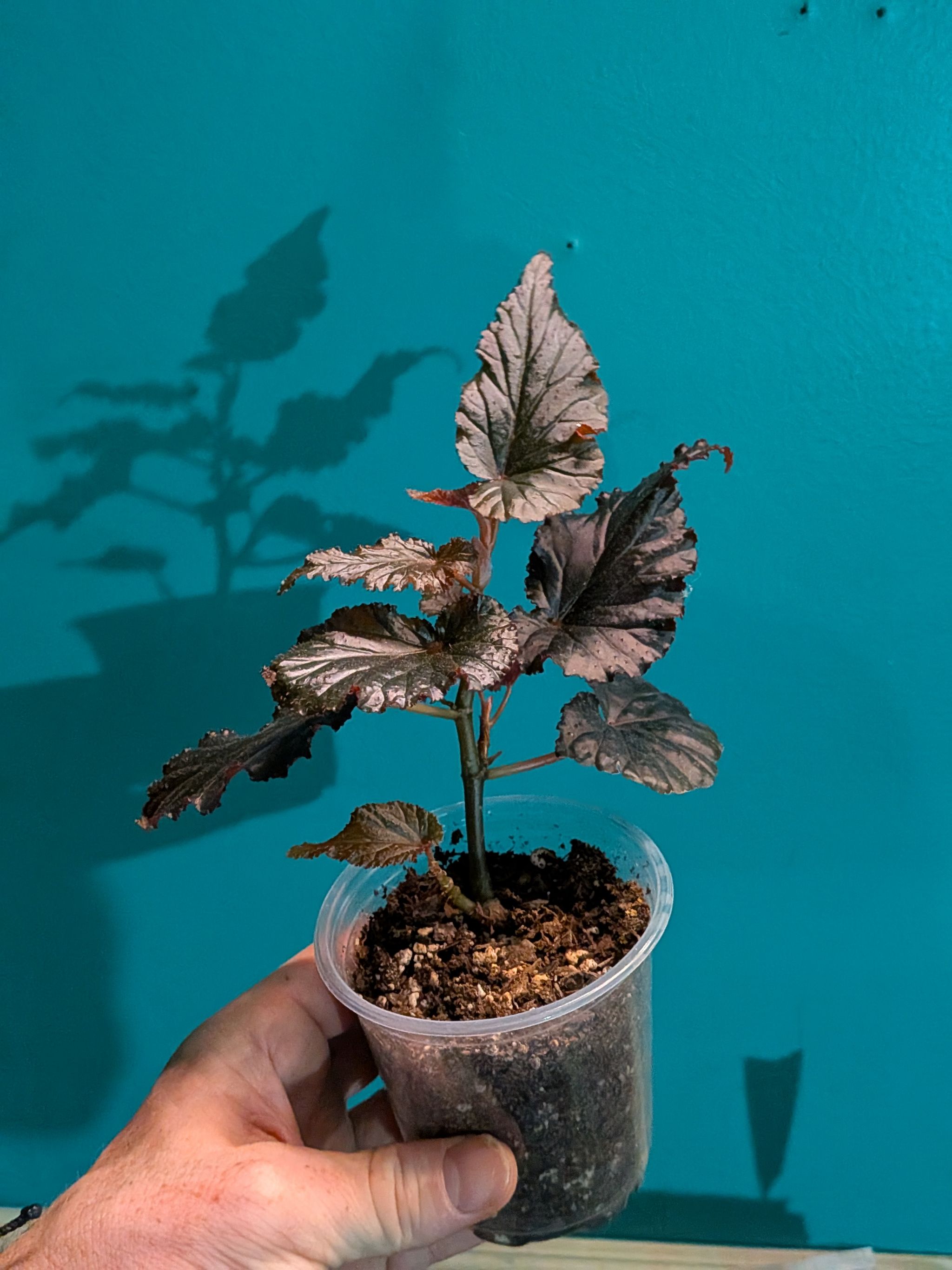 How to Care for Fuchsia Begonia 'Rose': Mastering Water, Sunlight & More