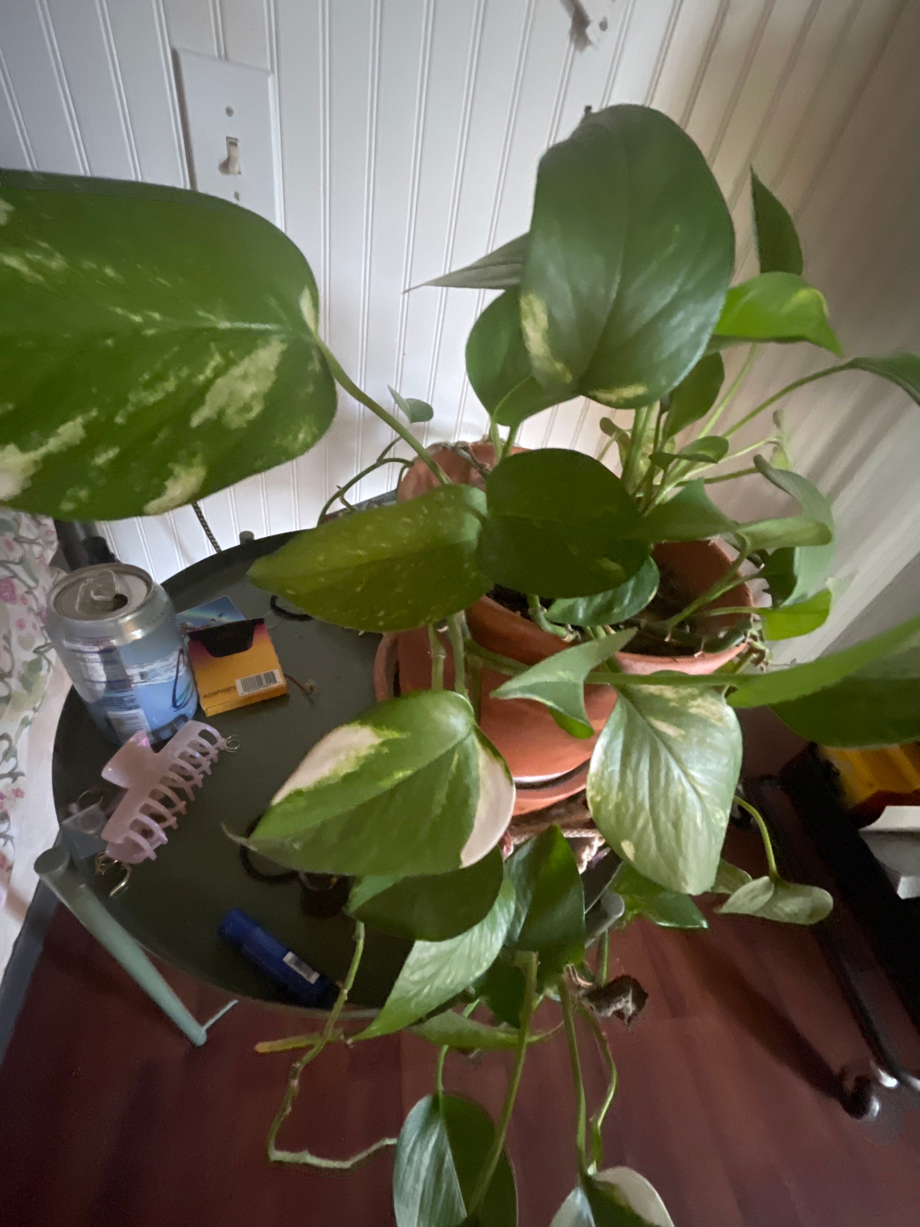 What to do with fungus gnats on pothos?