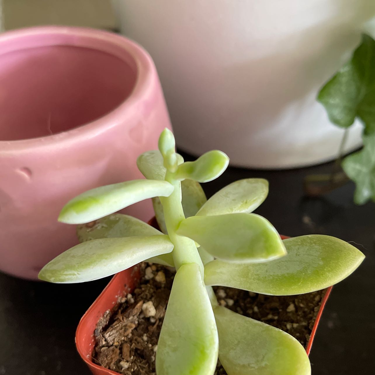 Propagating Your 👻 Ghost Plant: Step-by-step Guide