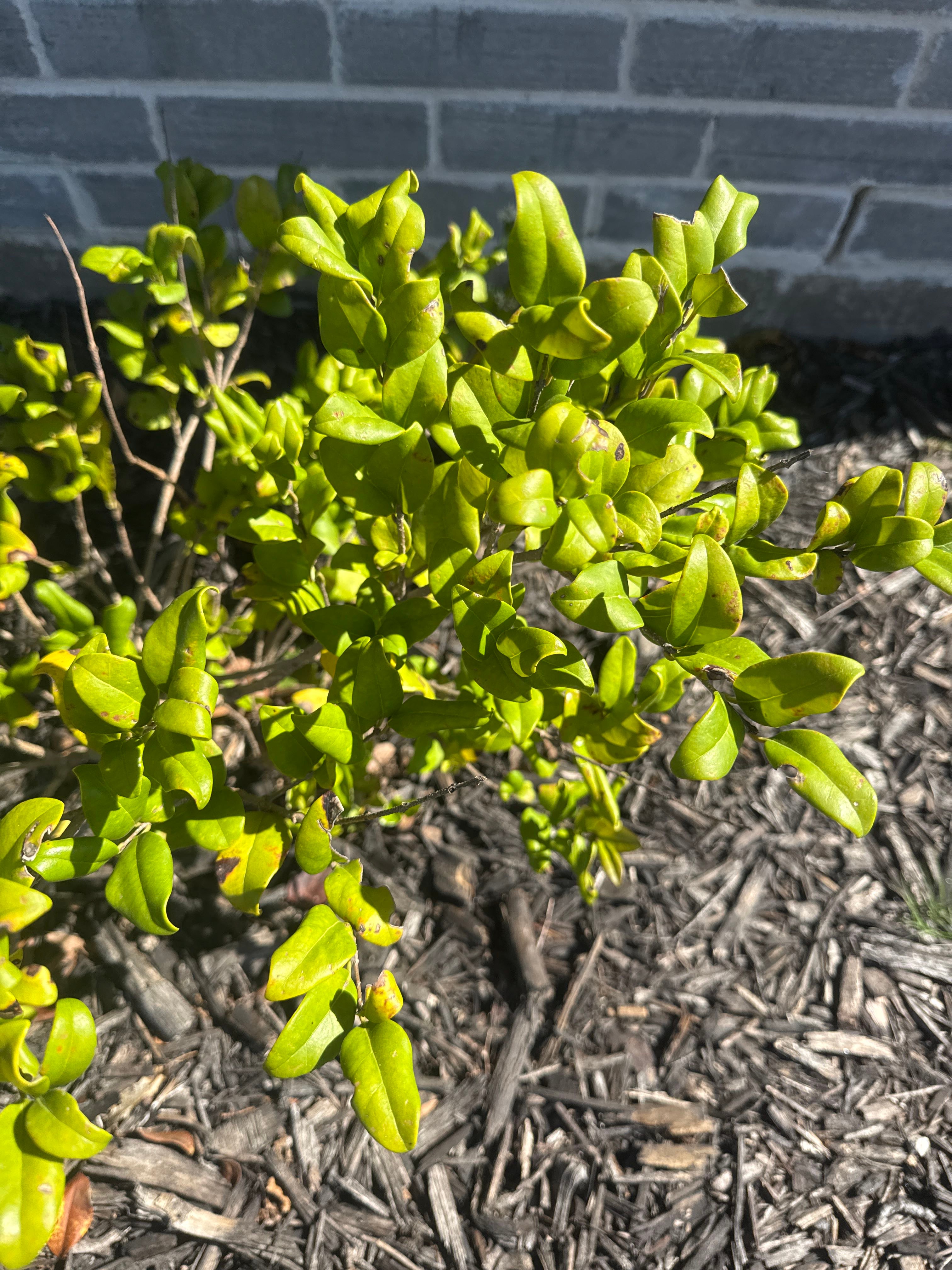 Propagating Privet: Step-by-Step Guide