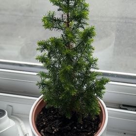 European Cypress Care 101: Water, Light & Growing Tips
