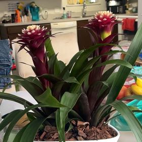 Guzmania Francesca Plant Care: Water, Light, Nutrients | Greg App 🌱