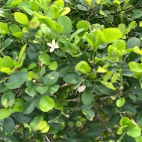 Philadelphus 'Rachel' Plant Care: Water, Light, Nutrients | Greg App 🌱