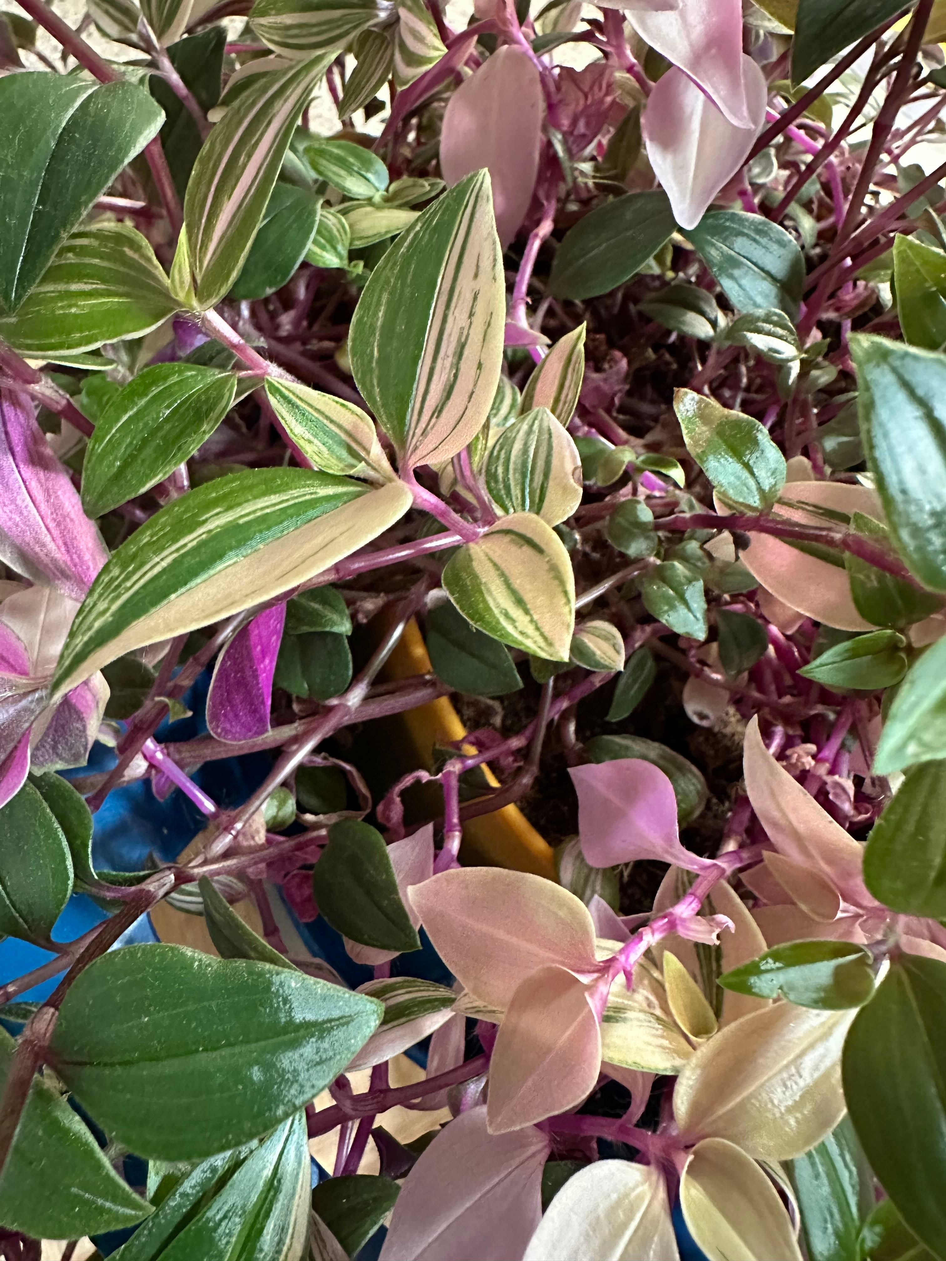 What is Greg’s classification for this one?