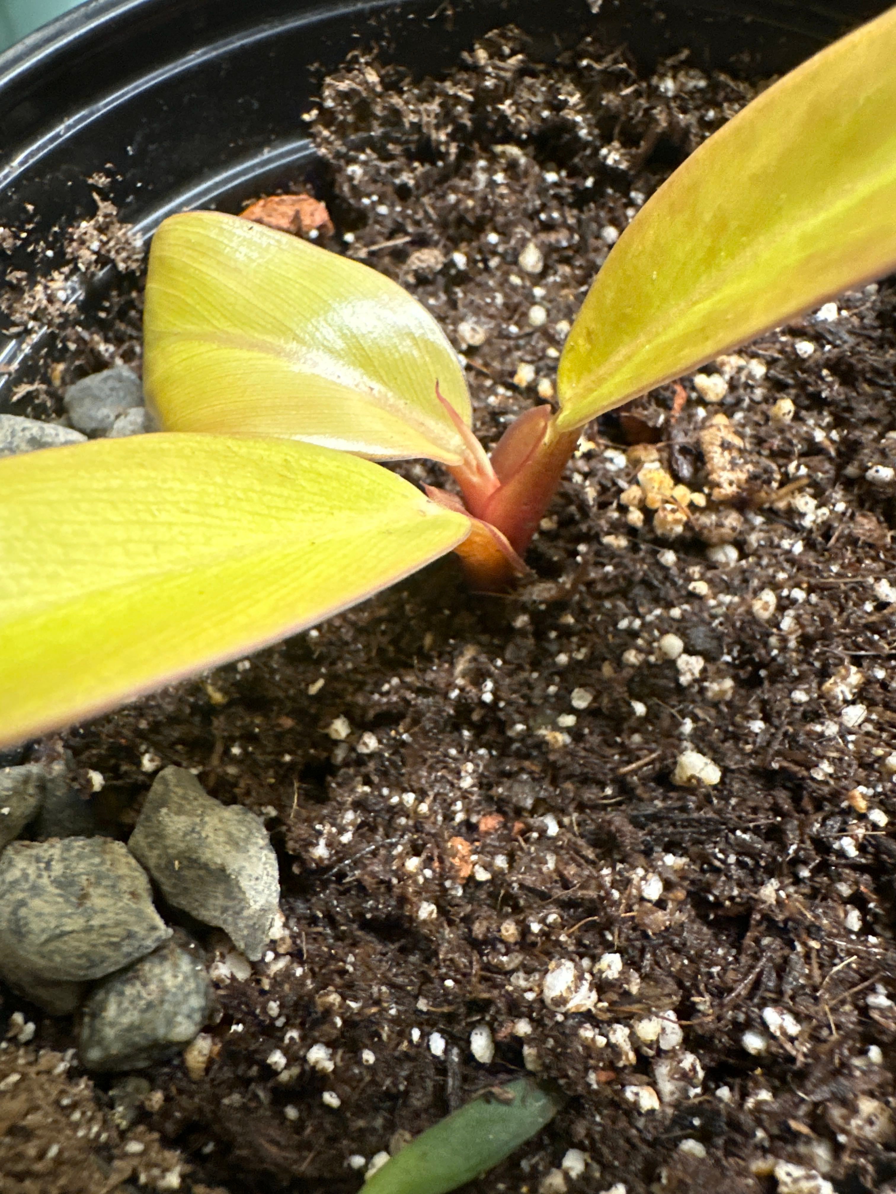 Keep Your Rudolph Philodendron Alive: Light, Water & Care Instructions