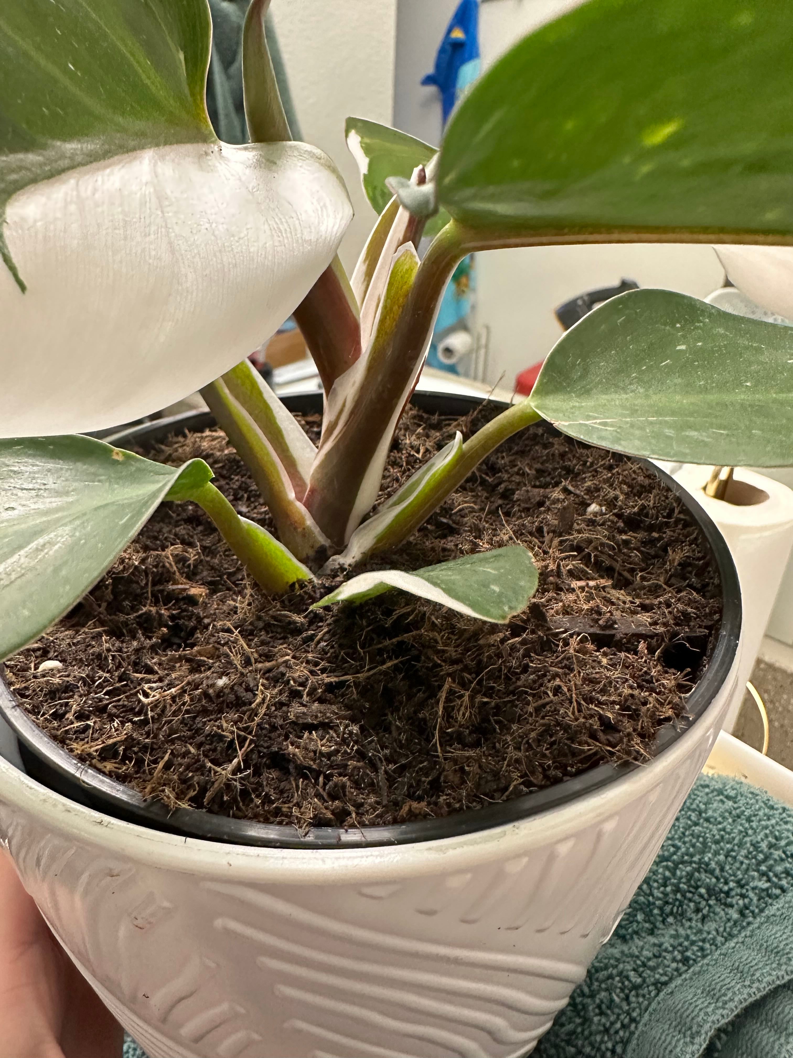 Keep Your Rudolph Philodendron Alive: Light, Water & Care Instructions